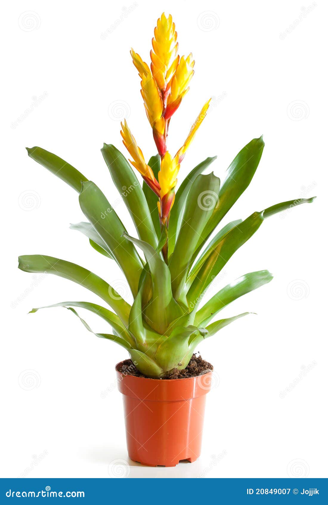 Blossoming Plant of Vriesia Stock Image - Image of spring, vriesia ...
