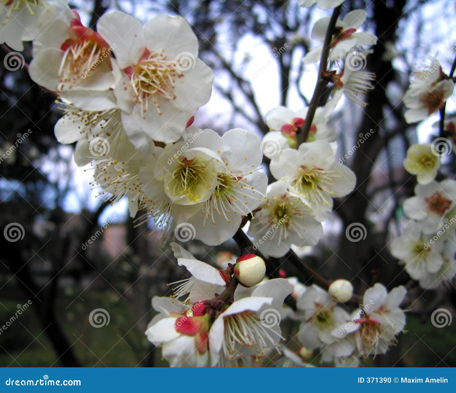 Blossoming plum tree stock photo. Image of asia, park, cherry - 371390