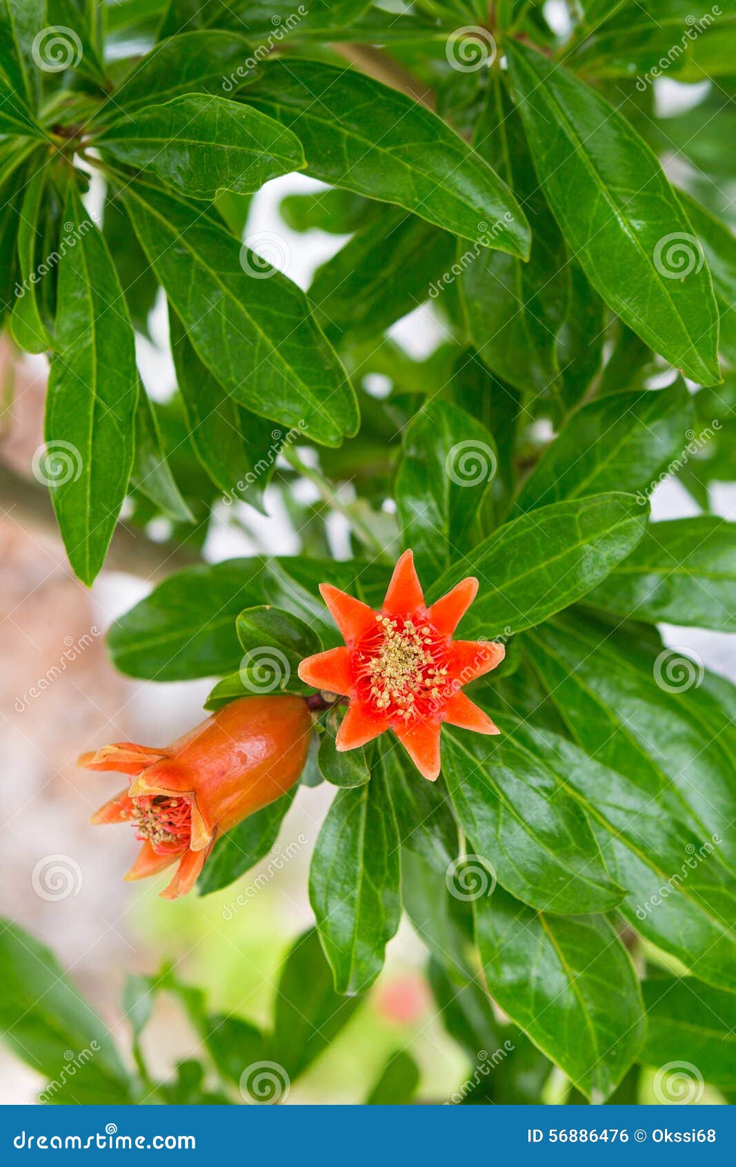 Blossoming Pomegranate Tree Stock Photo - Image of garnet, gardening ...