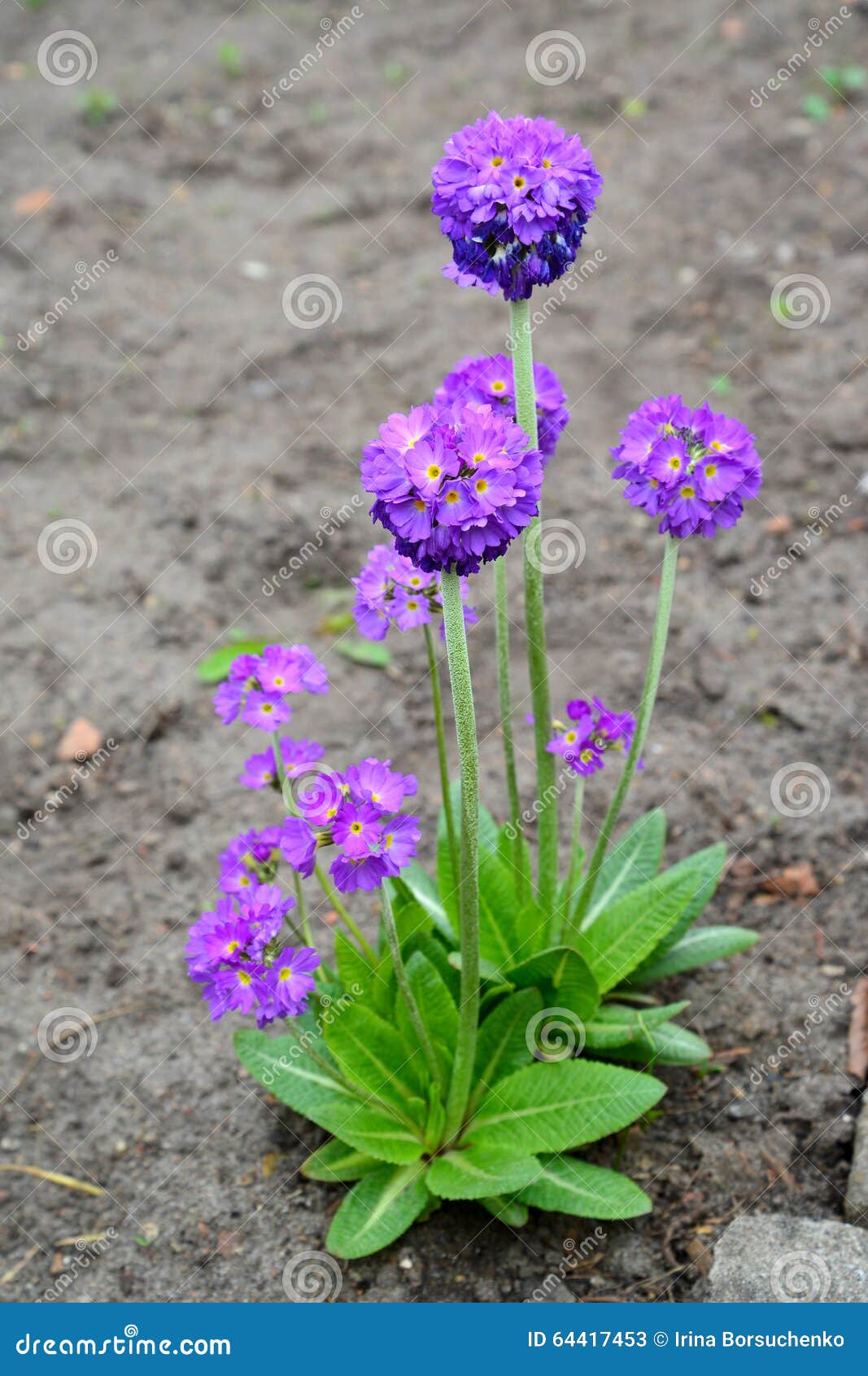 Crenulate Stock Photos - Free & Royalty-Free Stock Photos from Dreamstime