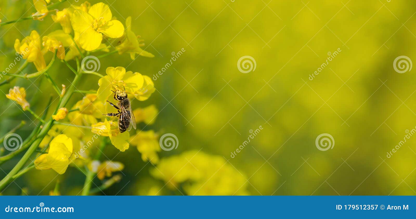 Blossoming Rapeseed Field in Spring with a Bee Full of Pollen Stock ...