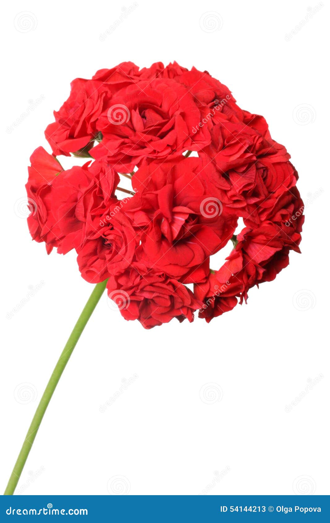 Blossoming red geranium stock image. Image of foreground - 54144213