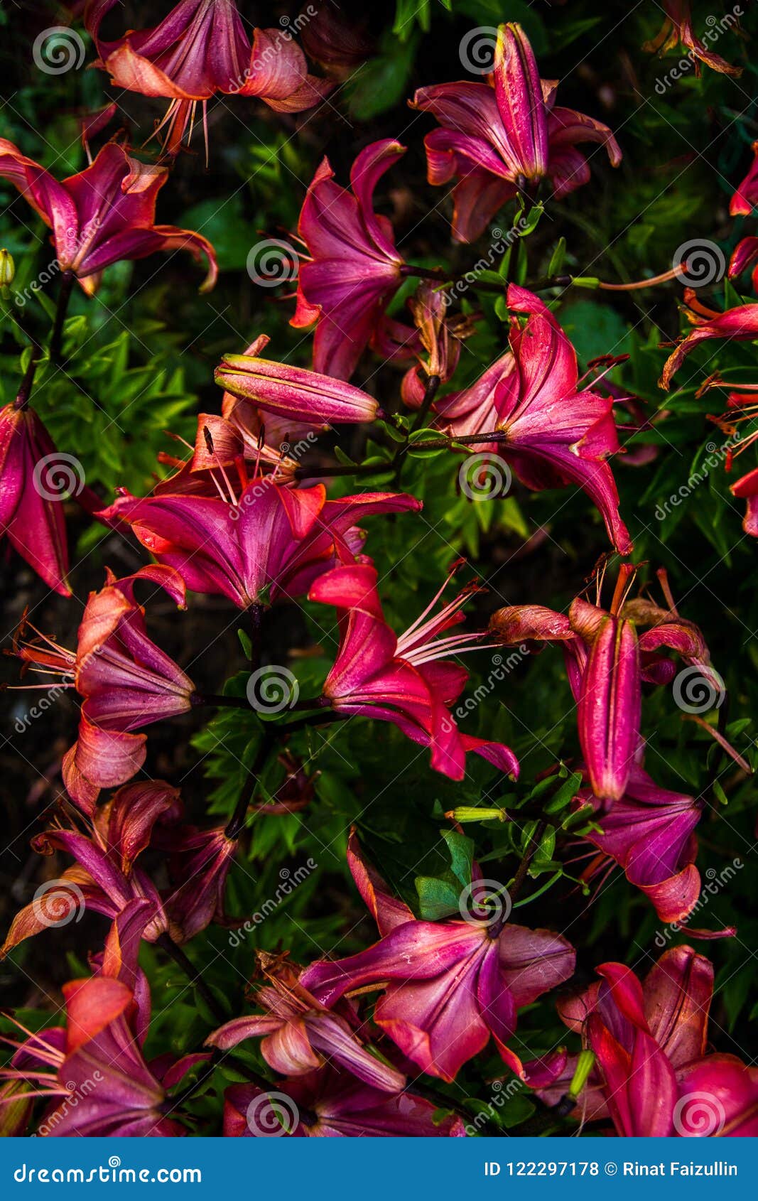 Flowers blooming red lily stock photo. Image of closeup - 122297178
