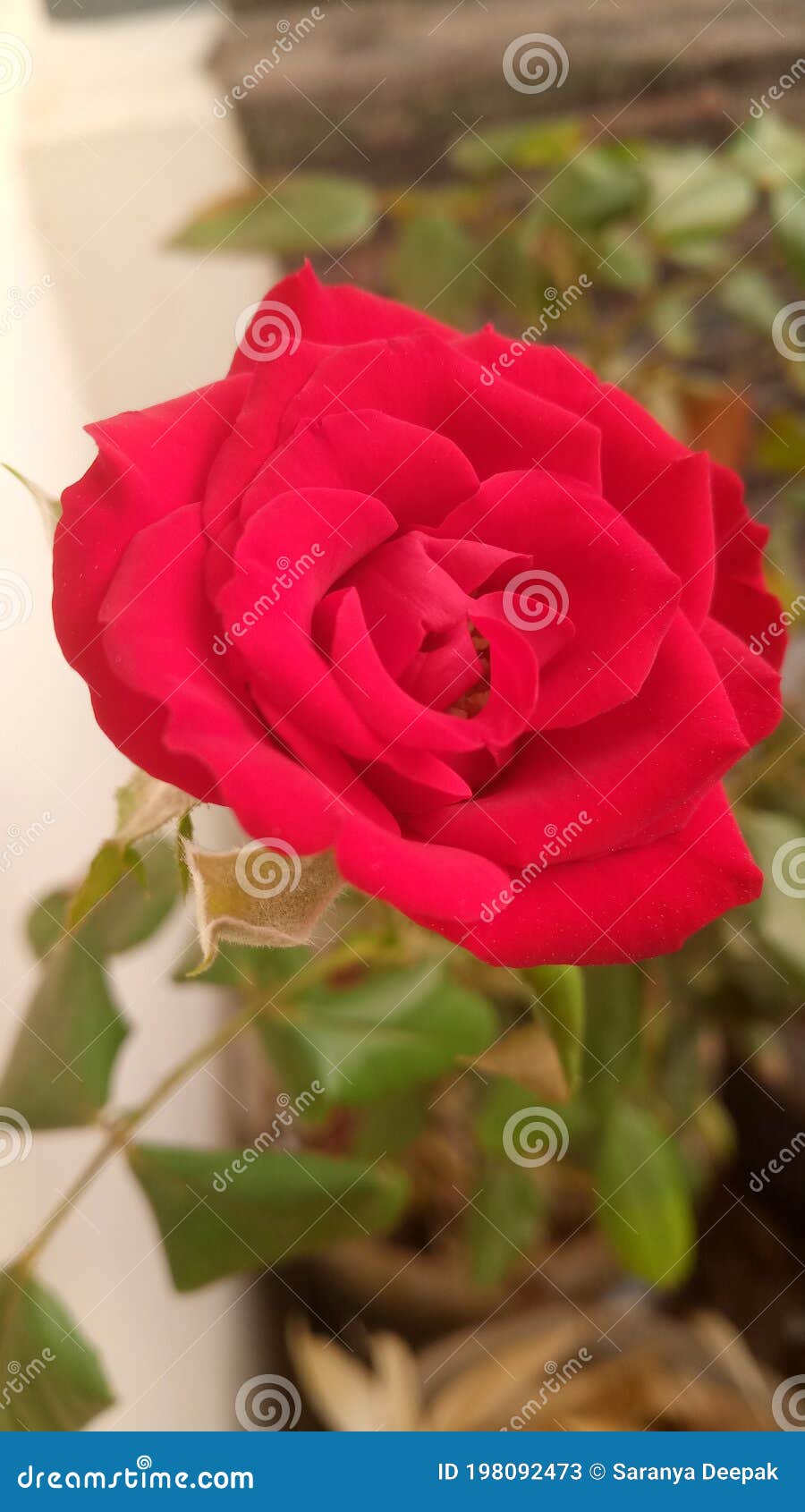 Blossoming Red Rose at Balcony Stock Image - Image of flower, balcony ...