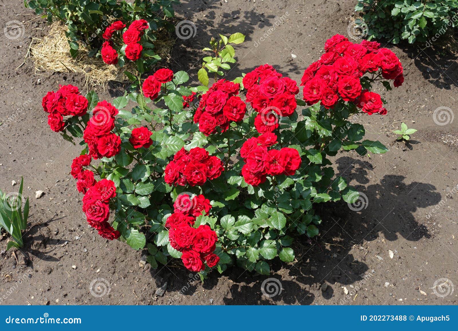 Blossoming Red Rose Bush in the Garden Stock Photo - Image of flower ...