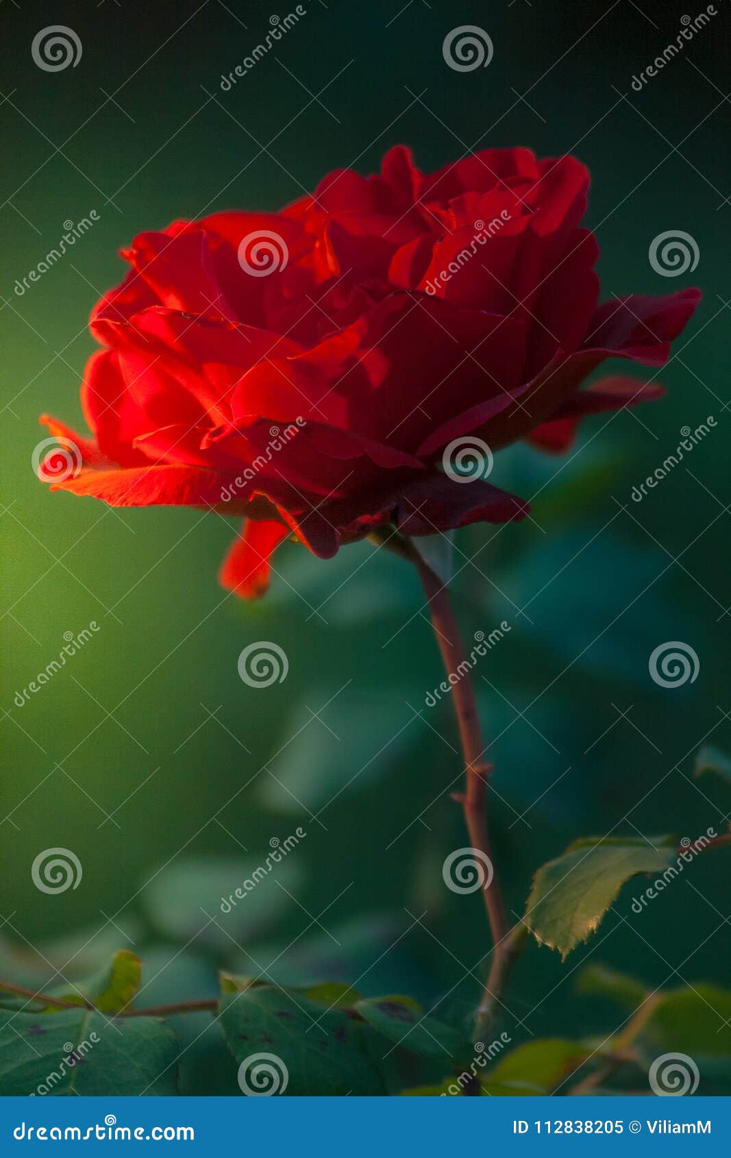 Blossoming Red Rose Flower. Stock Image - Image of greeting, beautiful ...
