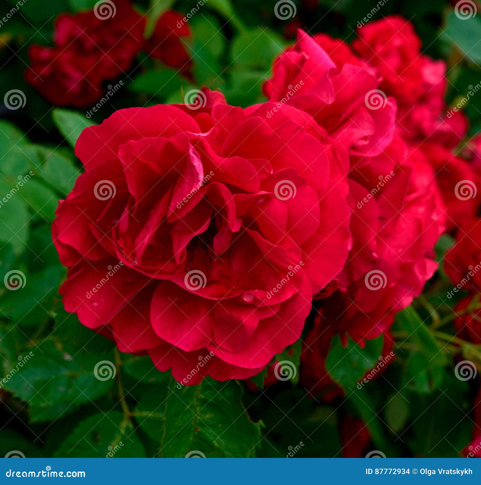 Blossoming Red Rose in the Garden Closeup. Stock Photo - Image of bloom ...