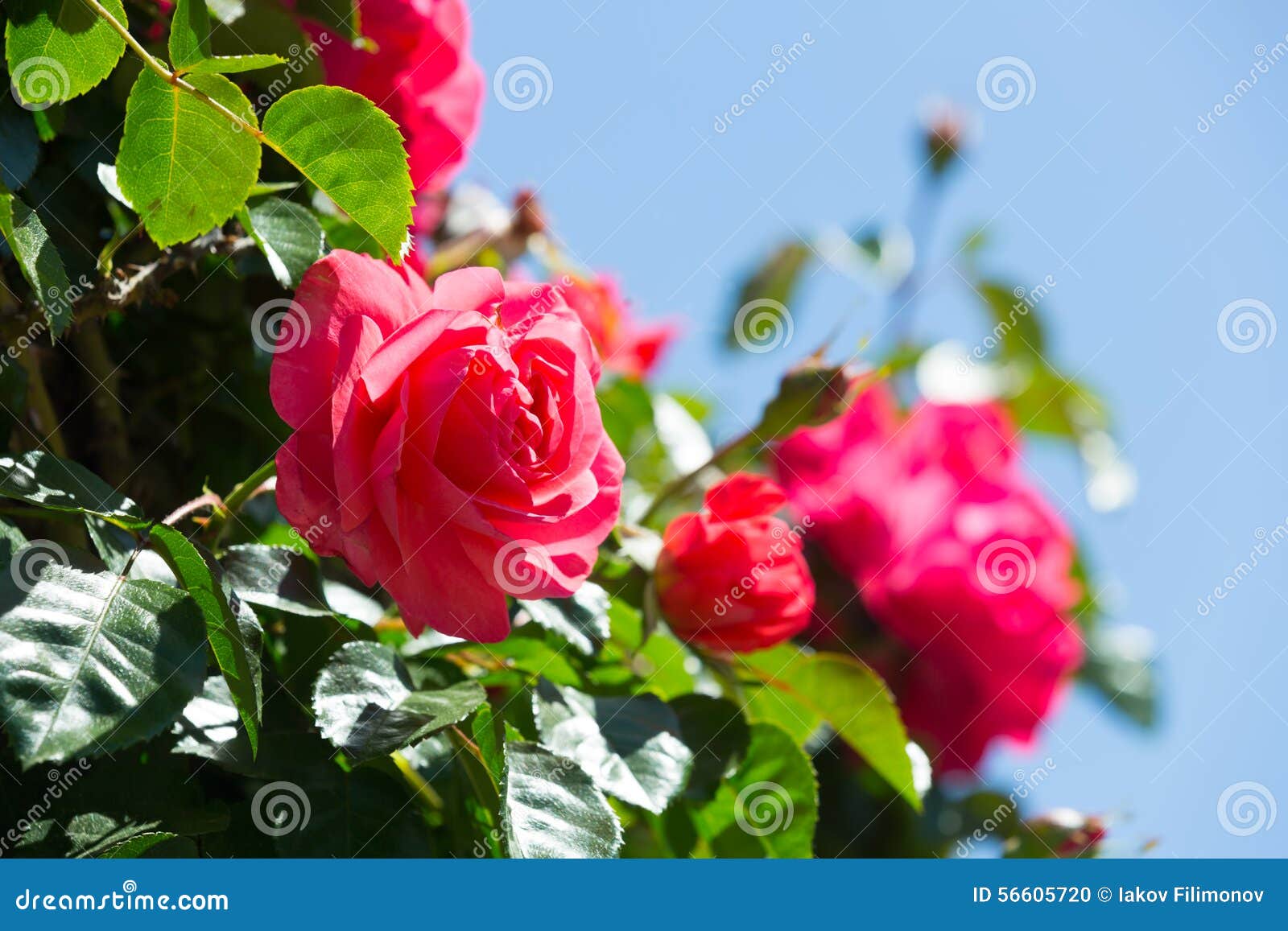 Blossoming red roses plant stock photo. Image of formal - 56605720