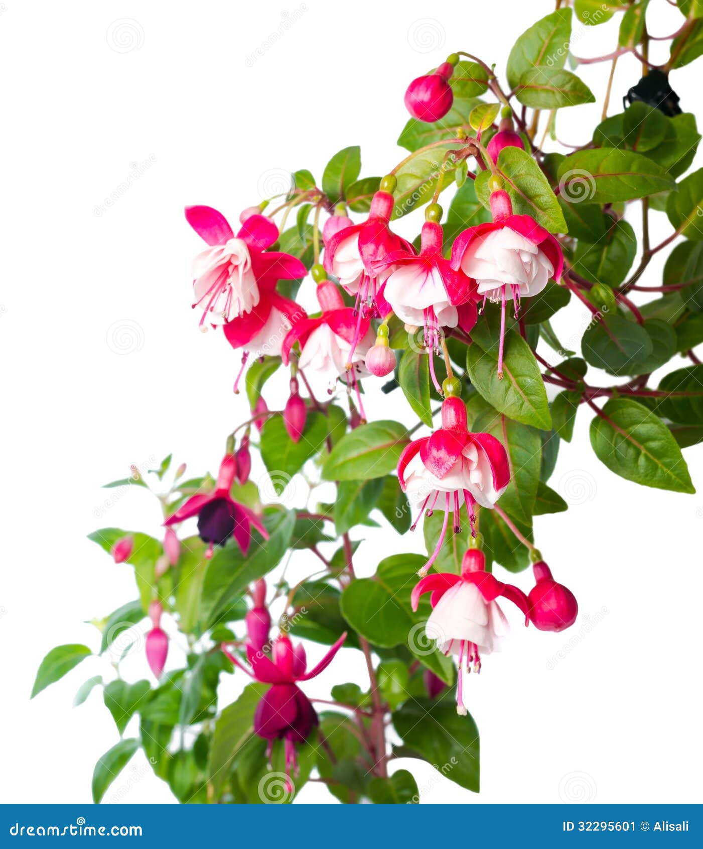 Blossoming Red and White of a Fuchsia is Isolated Stock Image - Image ...