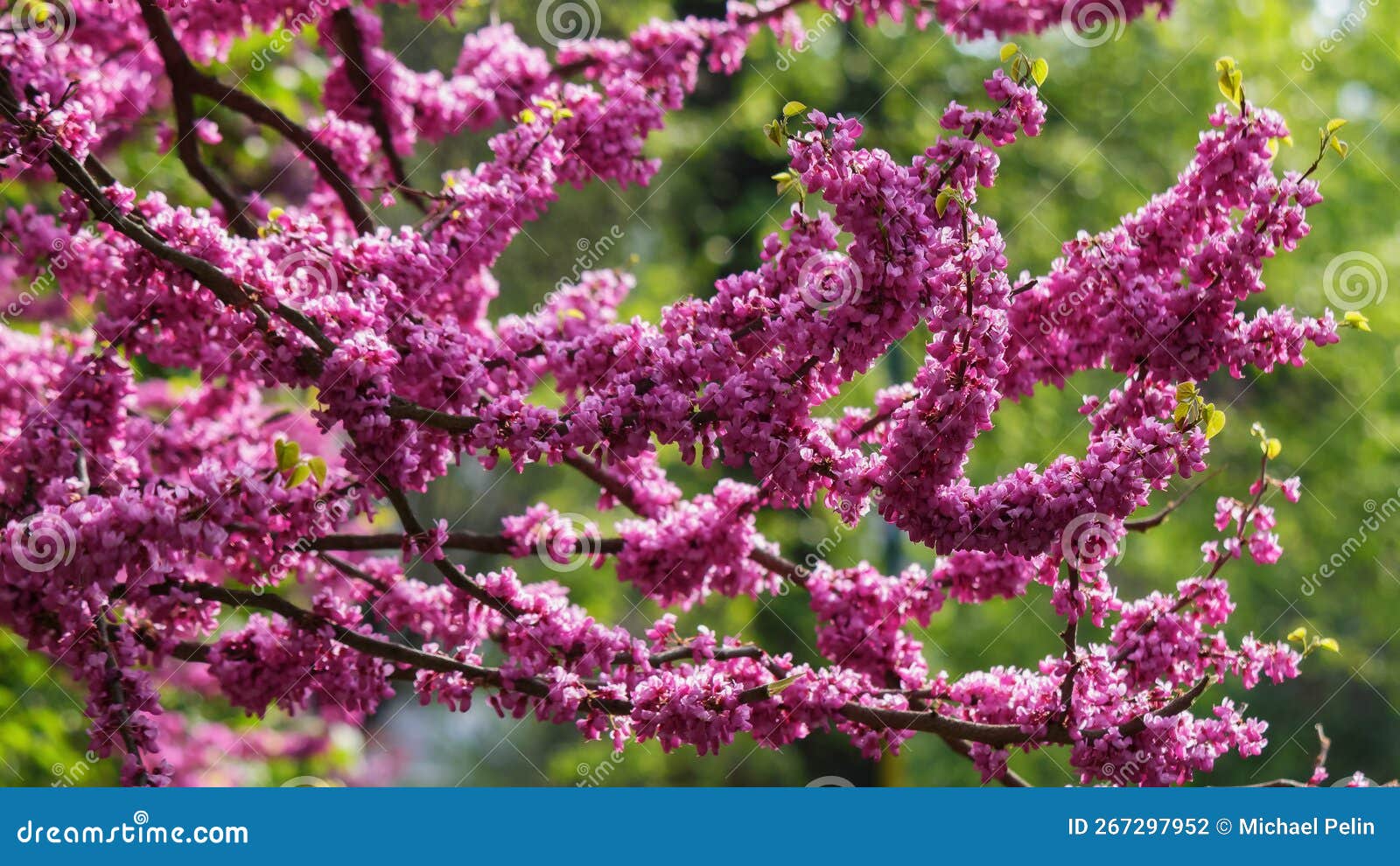 Blossoming Redbud Tree Closeup Stock Photo - Image of growth ...
