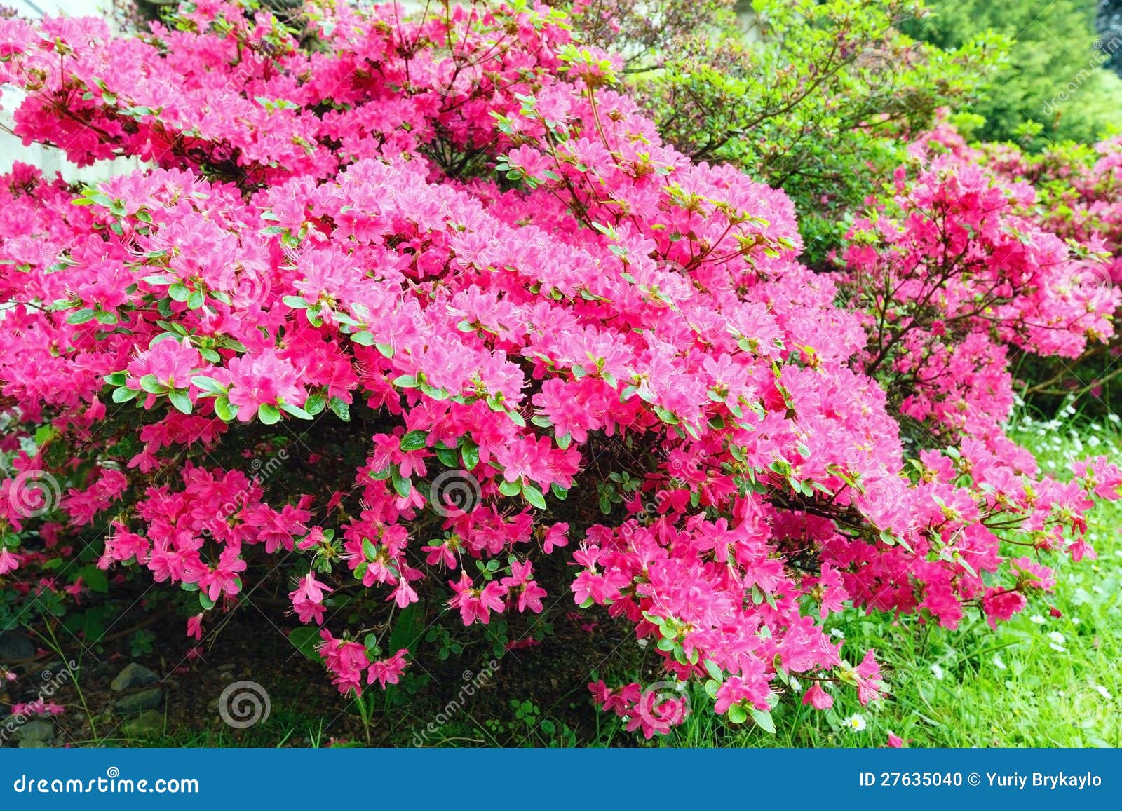 Blossoming Rhododendron Bush with Pink Flowers Stock Photo - Image of ...