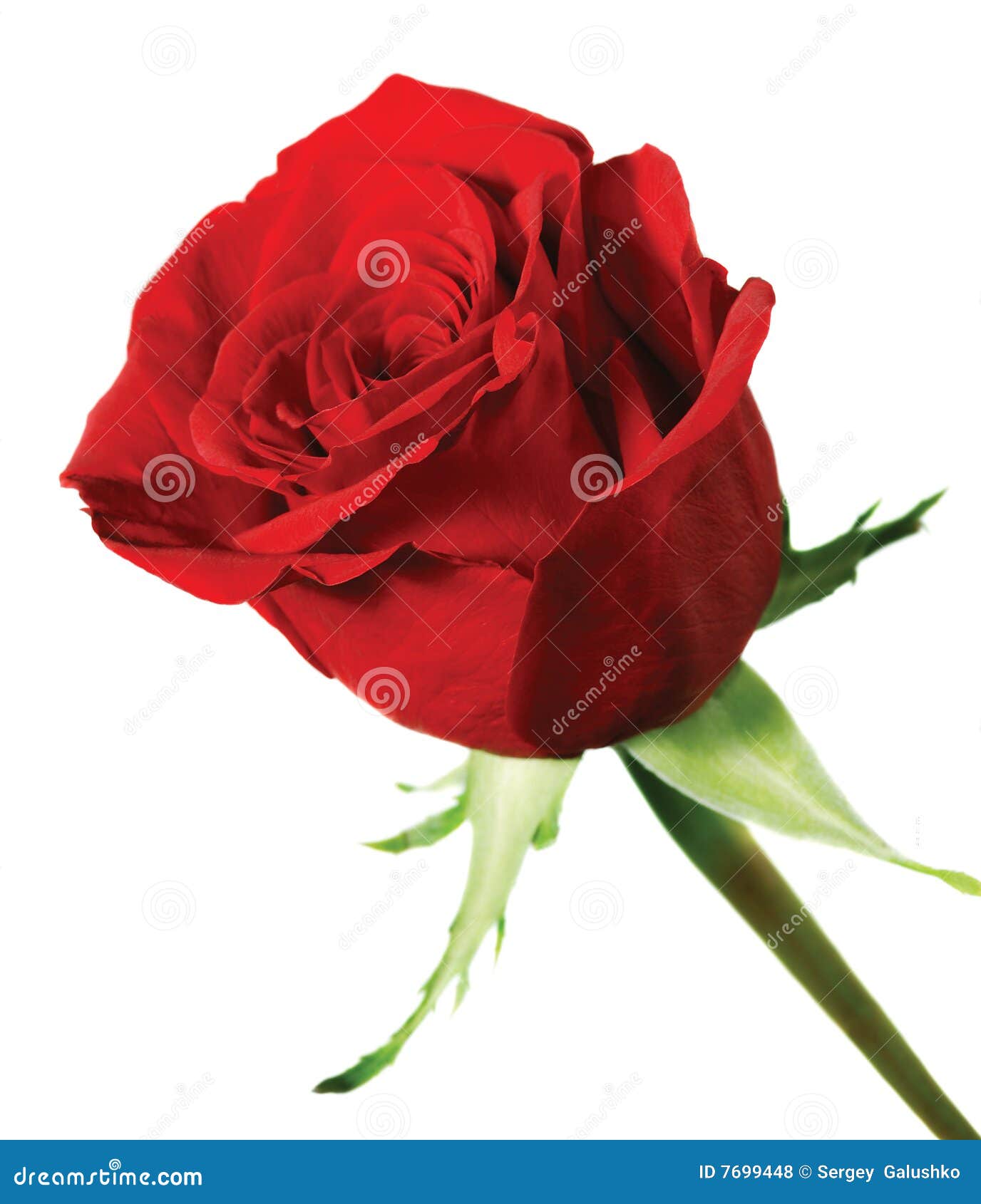Blossoming of a Rose Isolated Stock Photo - Image of multi, color: 7699448