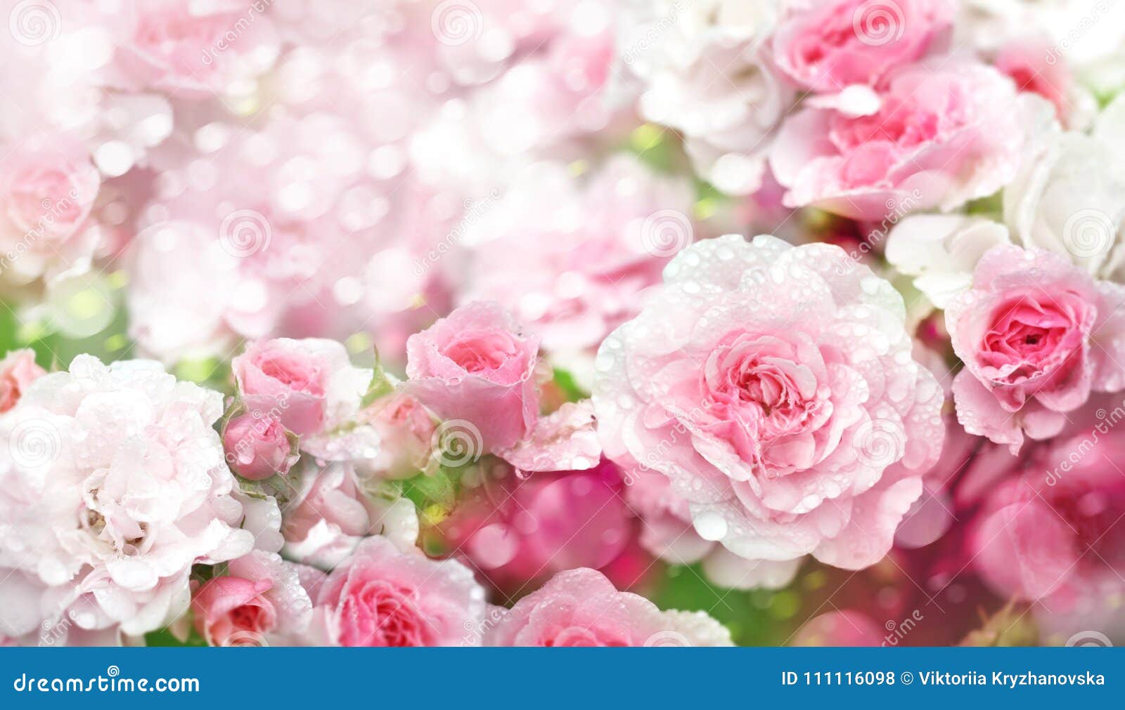 Blossoming Roses Background. Stock Photo - Image of beautiful, flora ...