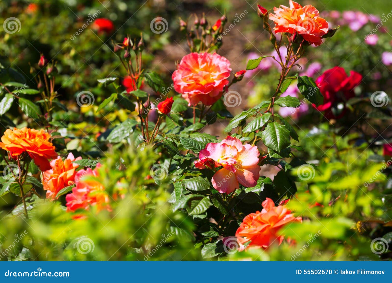 Blossoming roses plant stock photo. Image of park, rose - 55502670