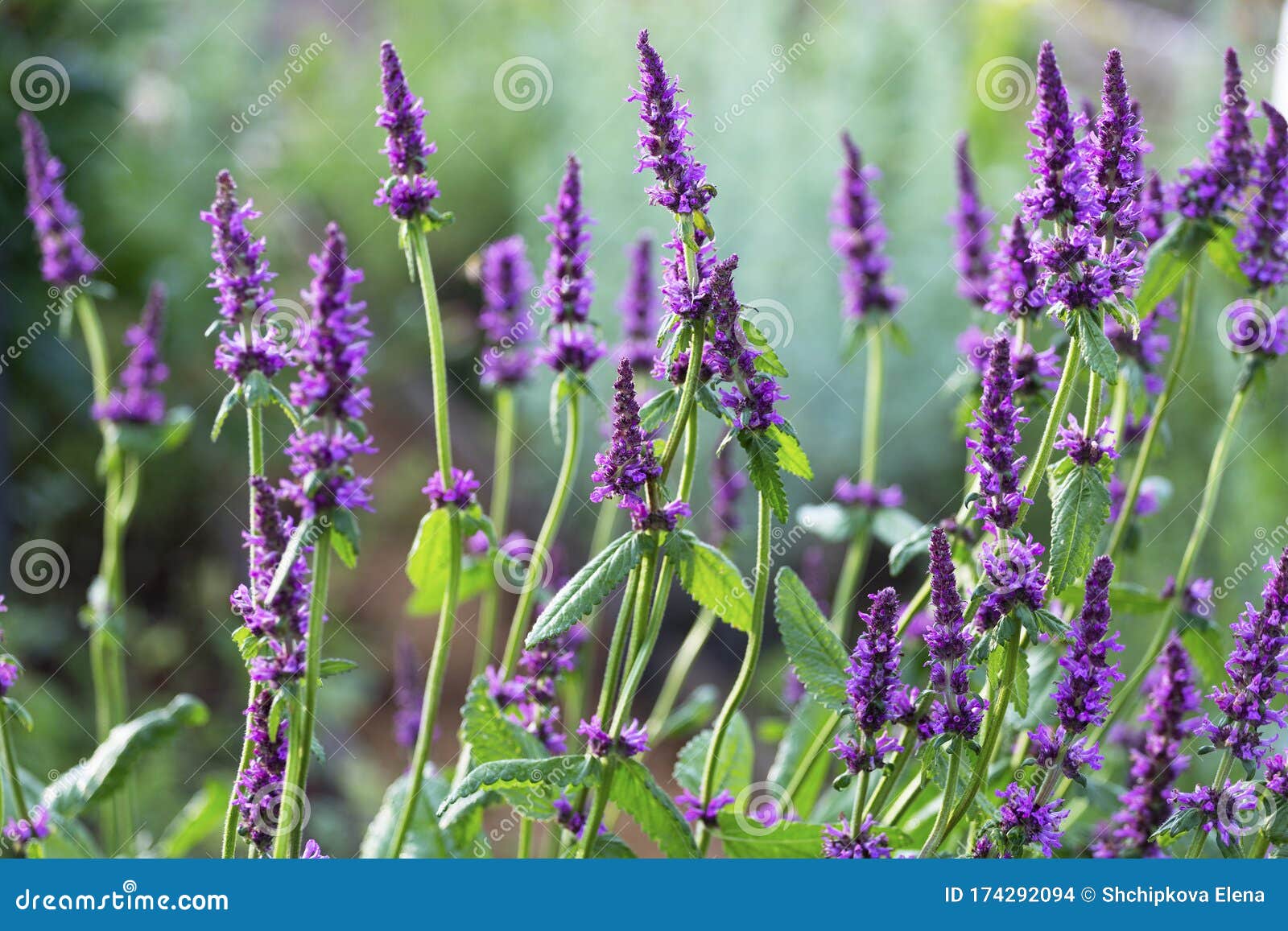 Blossoming Sage on a Summer Stock Photo - Image of nature, blue: 174292094