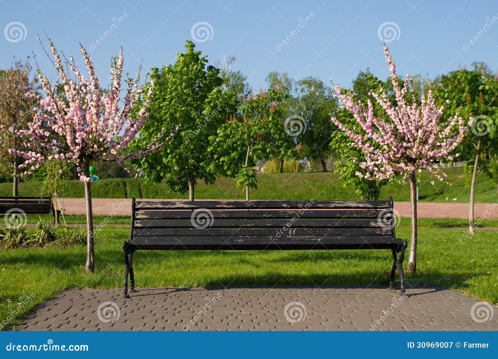 Blossoming Sakura and Bench Stock Image - Image of floral, bench: 30969007