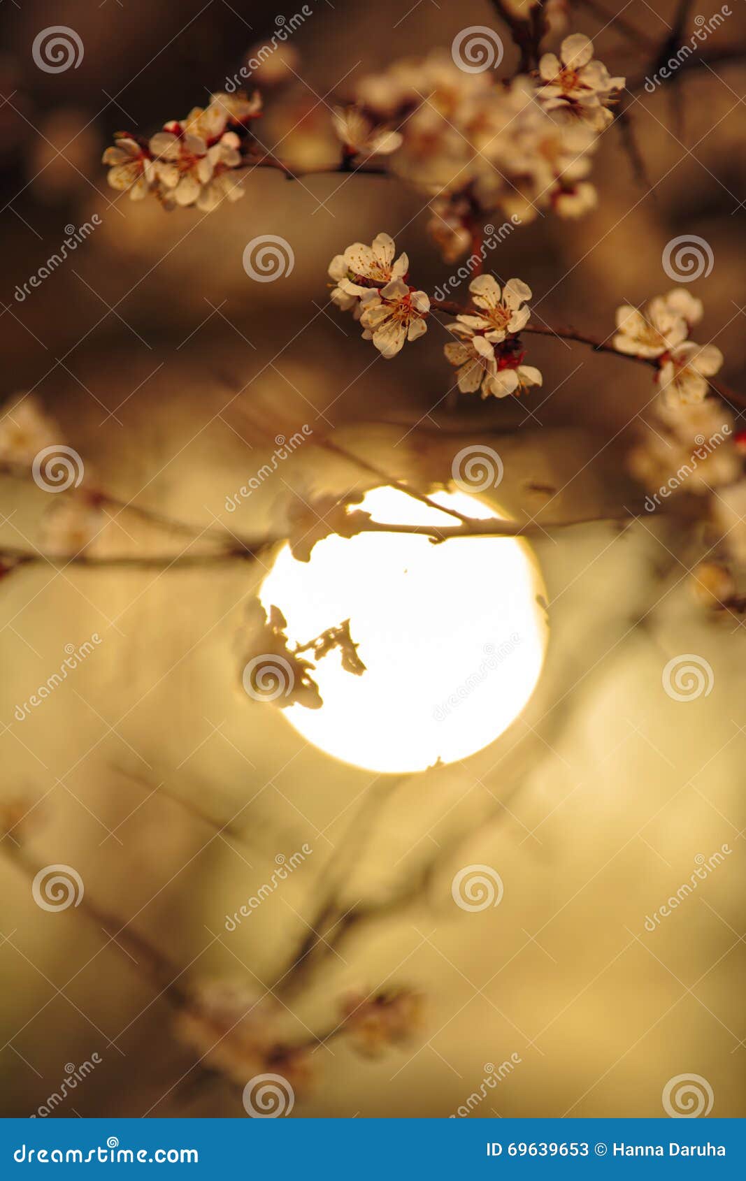 Blossoming Sakura in Japan on Sunset Backgrond Stock Image - Image of ...