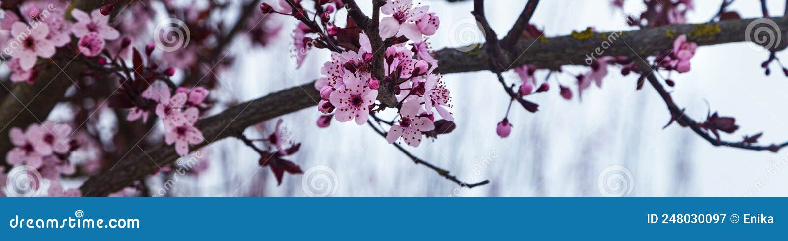 Blossoming Sakura Tree. Banner Stock Image - Image of branch, fresh ...