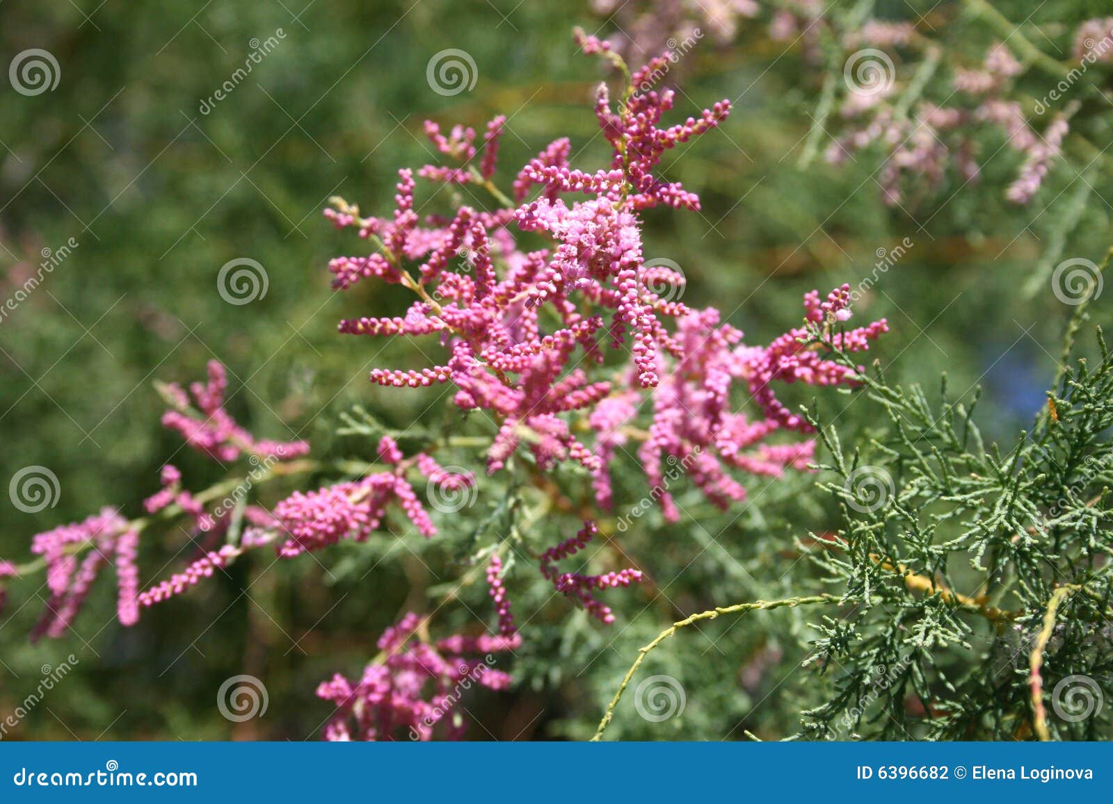 Blossoming Saxaul (Haloxylon) Stock Photo - Image of blossoming ...