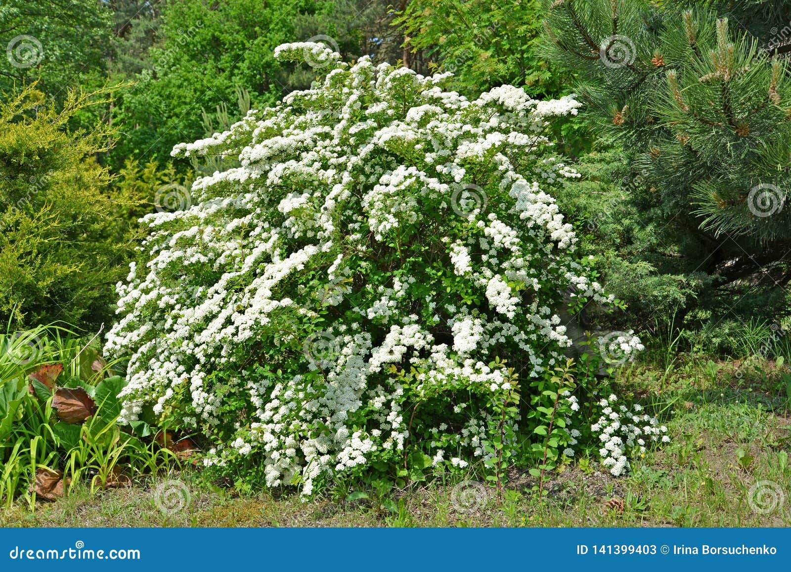 Blossoming of a Spirea Spiraea Hypericifolia L Stock Image - Image of ...