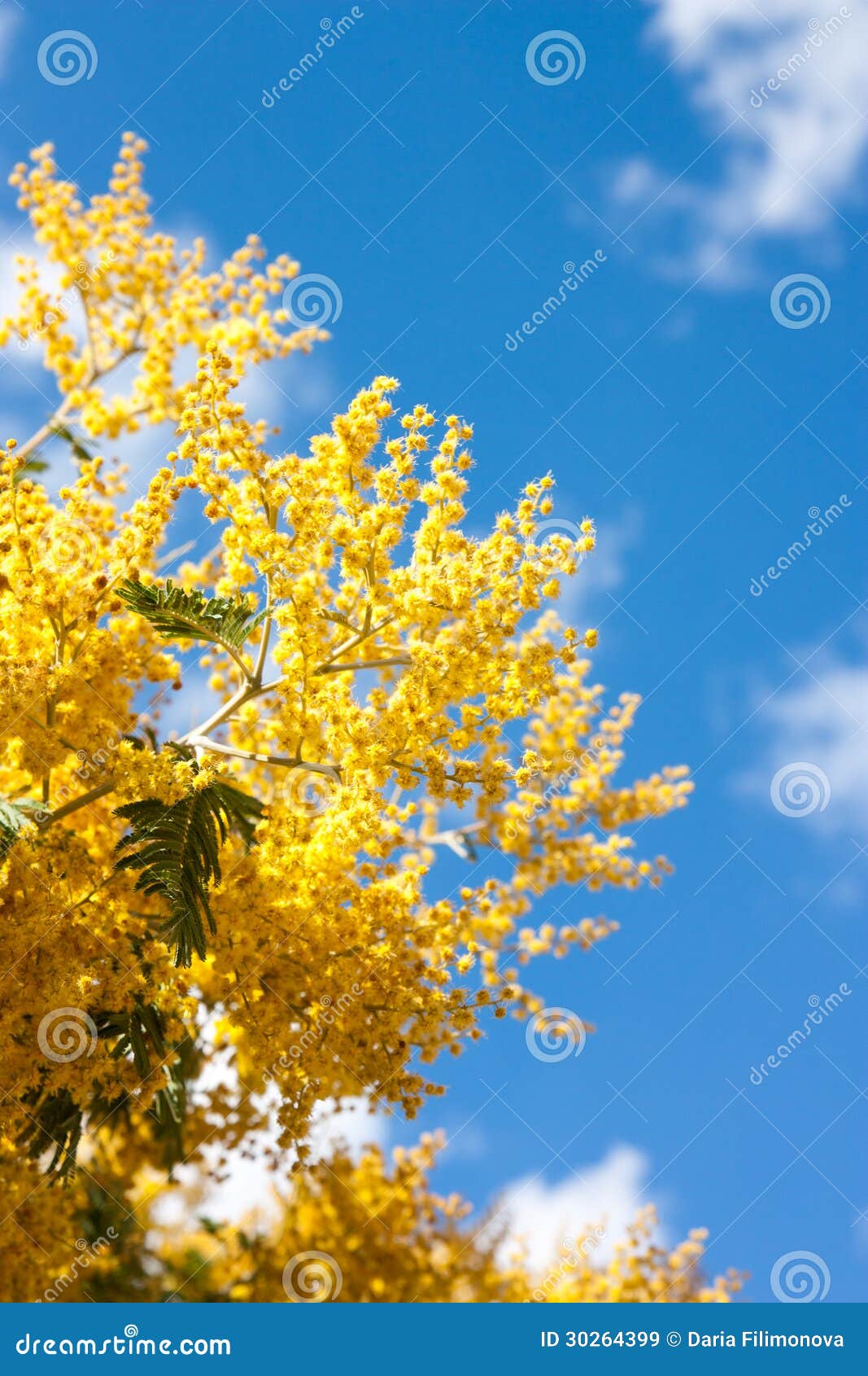 Acacia Dealbata Known As Silver Wattle, Blue Wattle And Mimosa On White ...