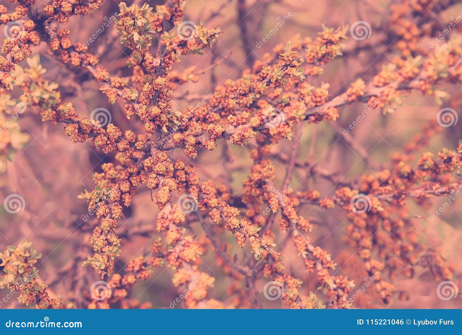 Branches with Flowering Spring Buds Background Tinted Pink Stock Photo ...
