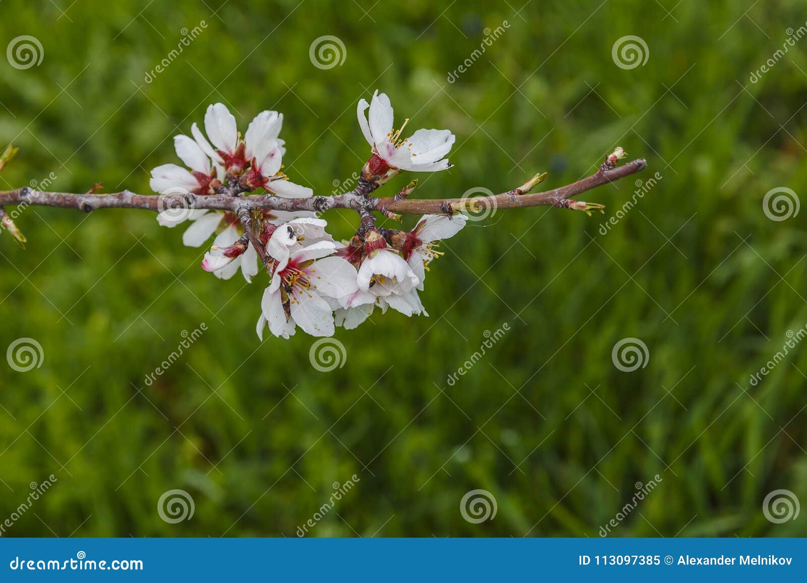 Blossoming Spring Flowers on a Tree Stock Image - Image of freshness ...