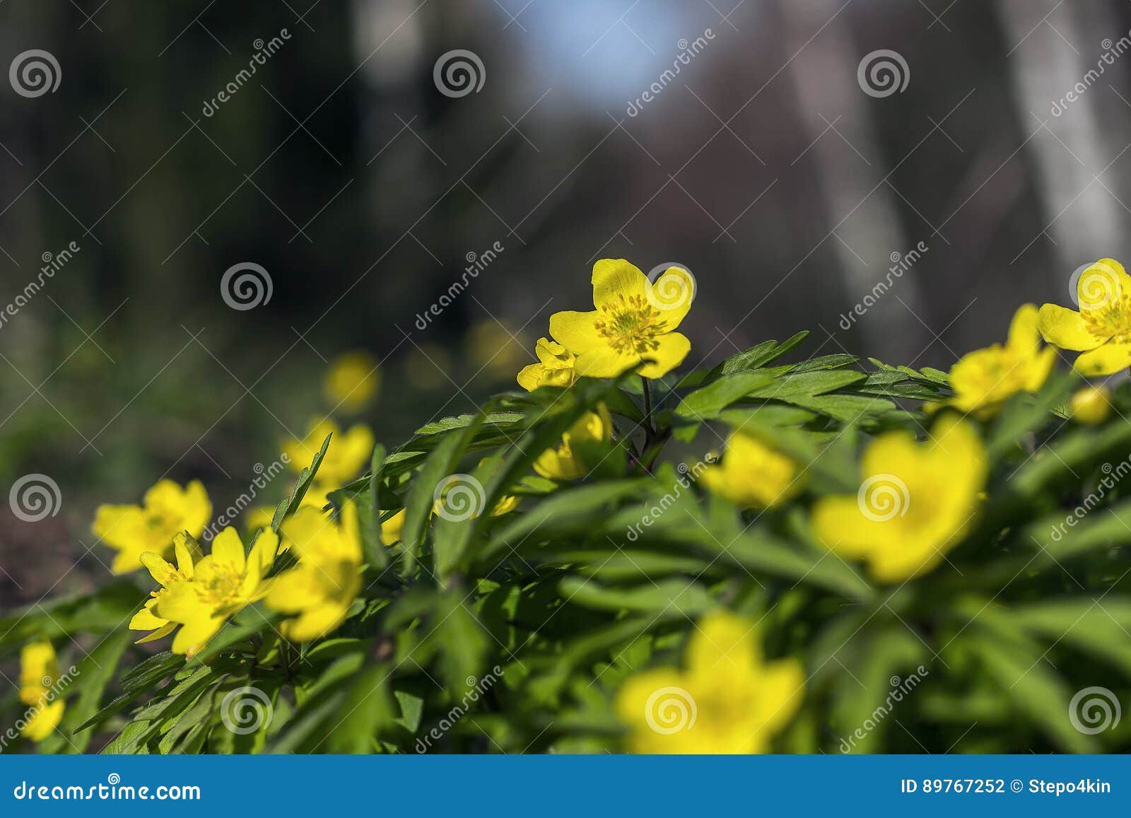 Blossoming in the Spring of Forest Flowers Stock Photo - Image of ...