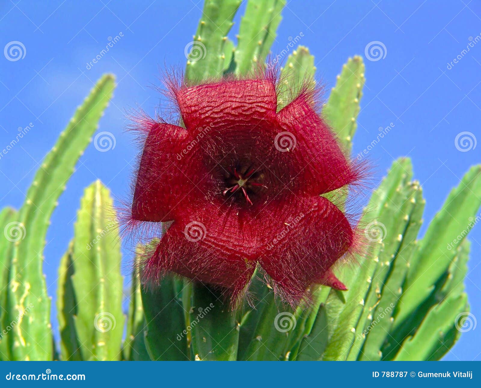 Blossoming Stapelia Asterias. Stock Image - Image of decorative, flower ...