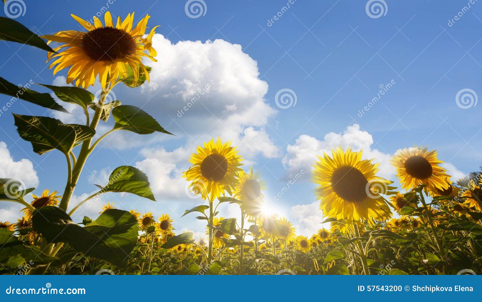 Blossoming sunflowers stock photo. Image of bottom, blue - 57543200