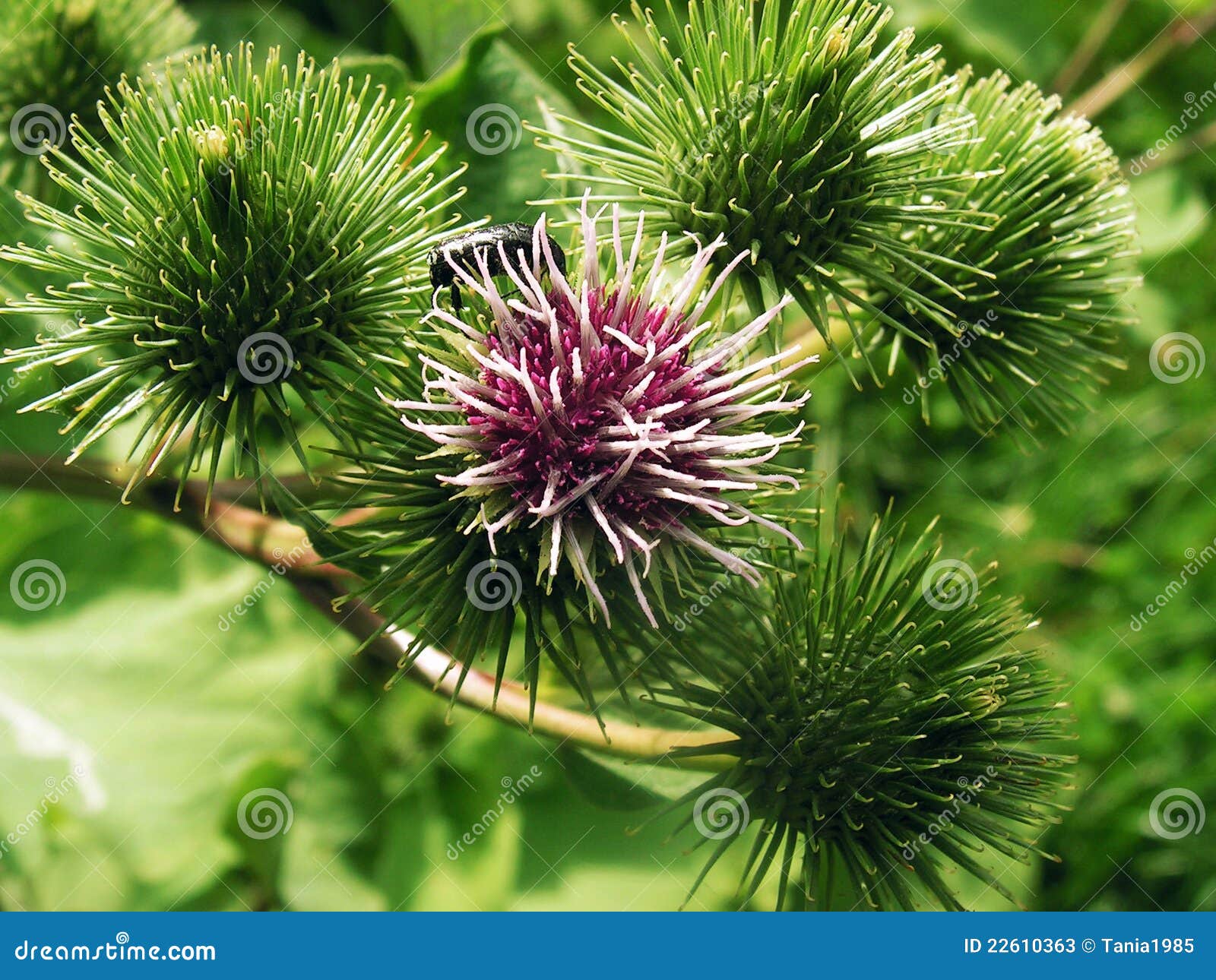 Blossoming Thistle with a Fly Stock Image - Image of frolar, garden ...