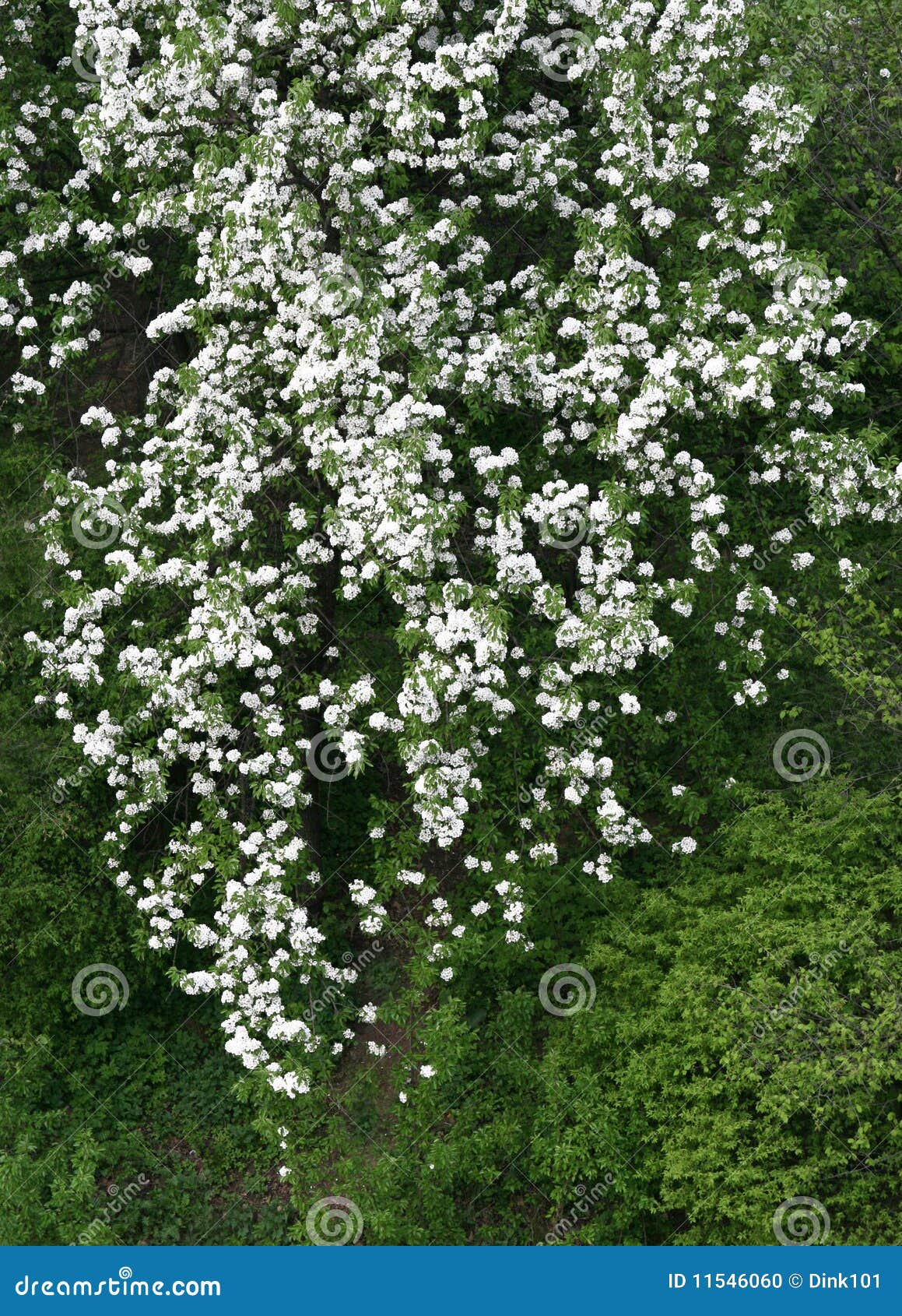 Blossoming tree stock photo. Image of botanical, scenery - 11546060