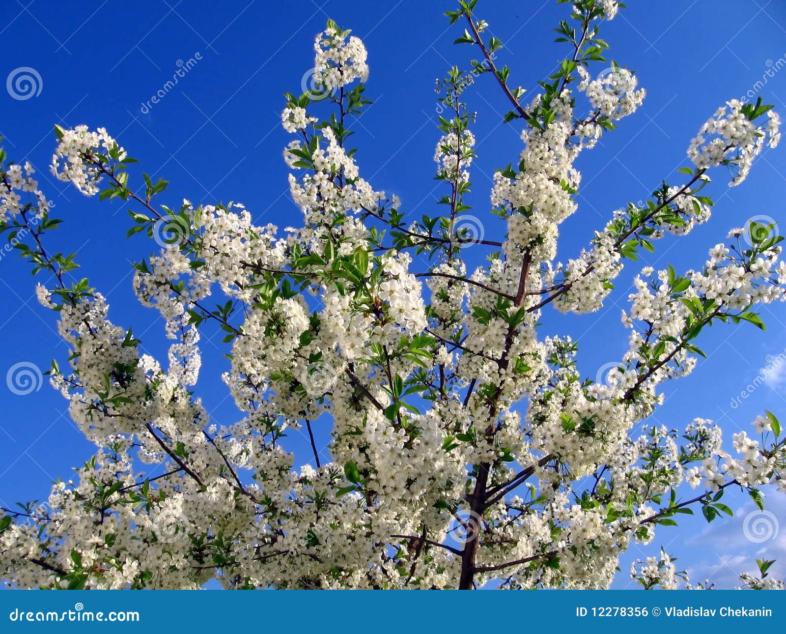 Blossoming tree stock photo. Image of beautiful, season - 12278356