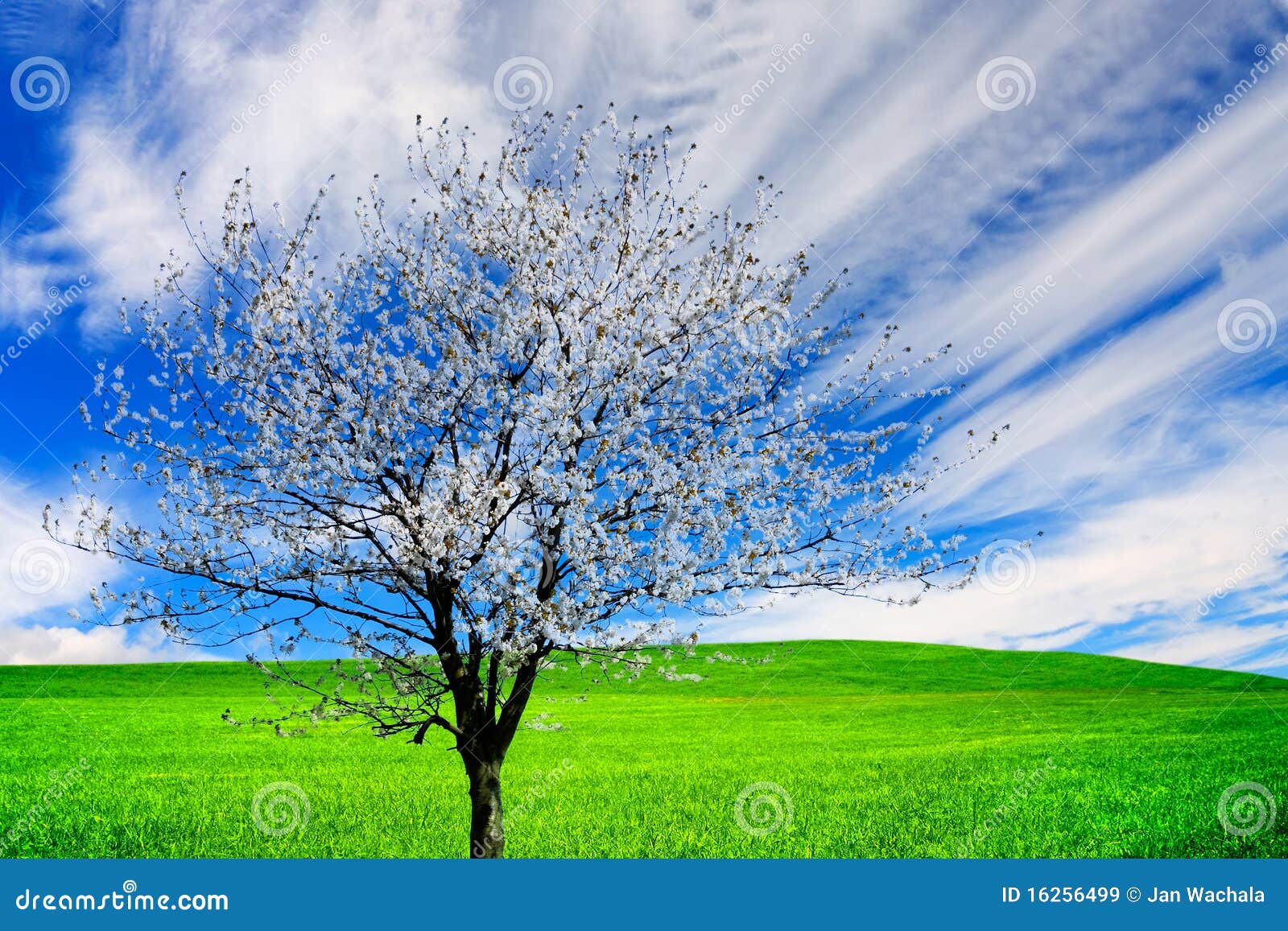 Blossoming tree stock image. Image of beauty, meadow - 16256499