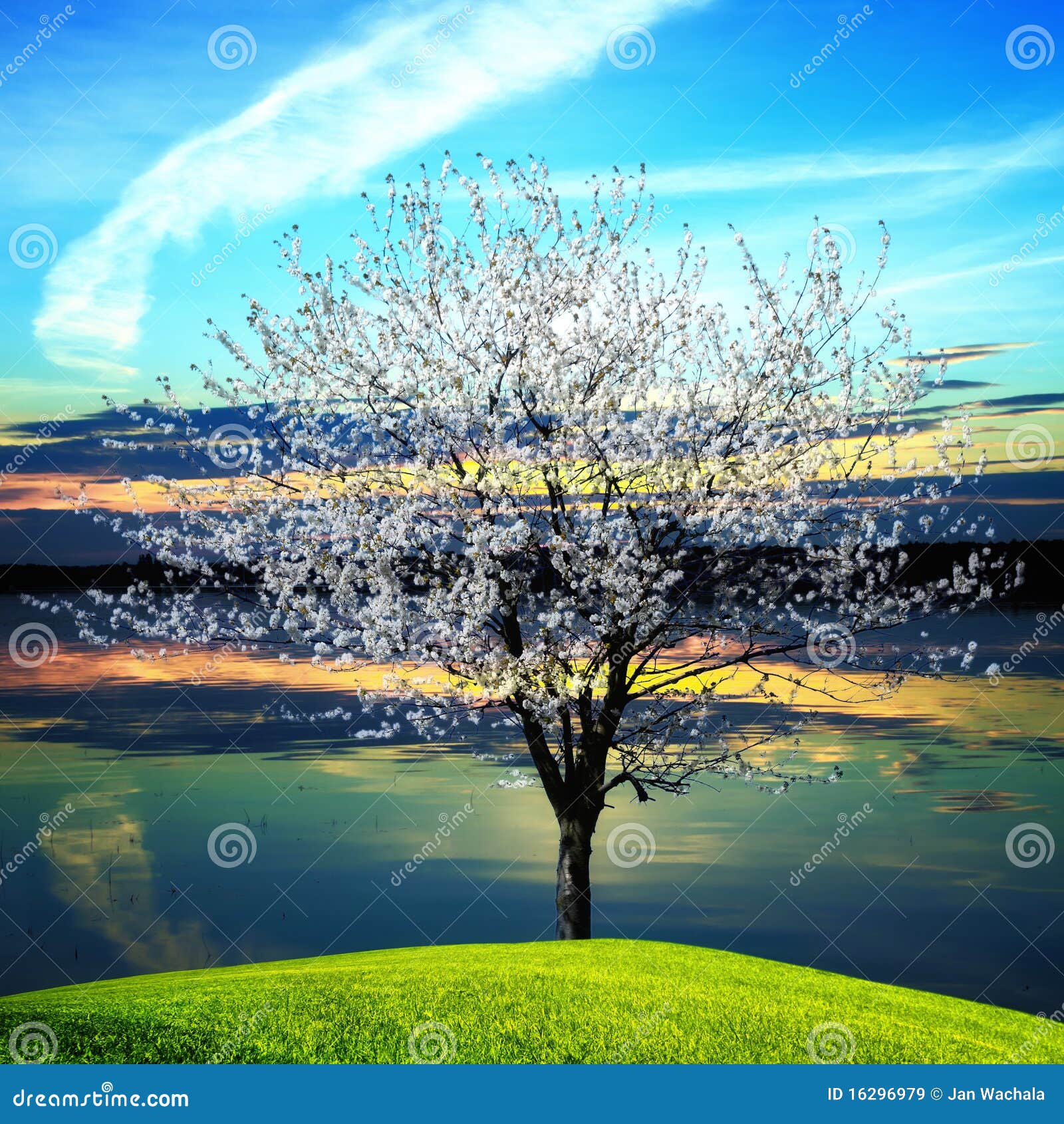 Blossoming tree stock image. Image of blue, bright, forest - 16296979