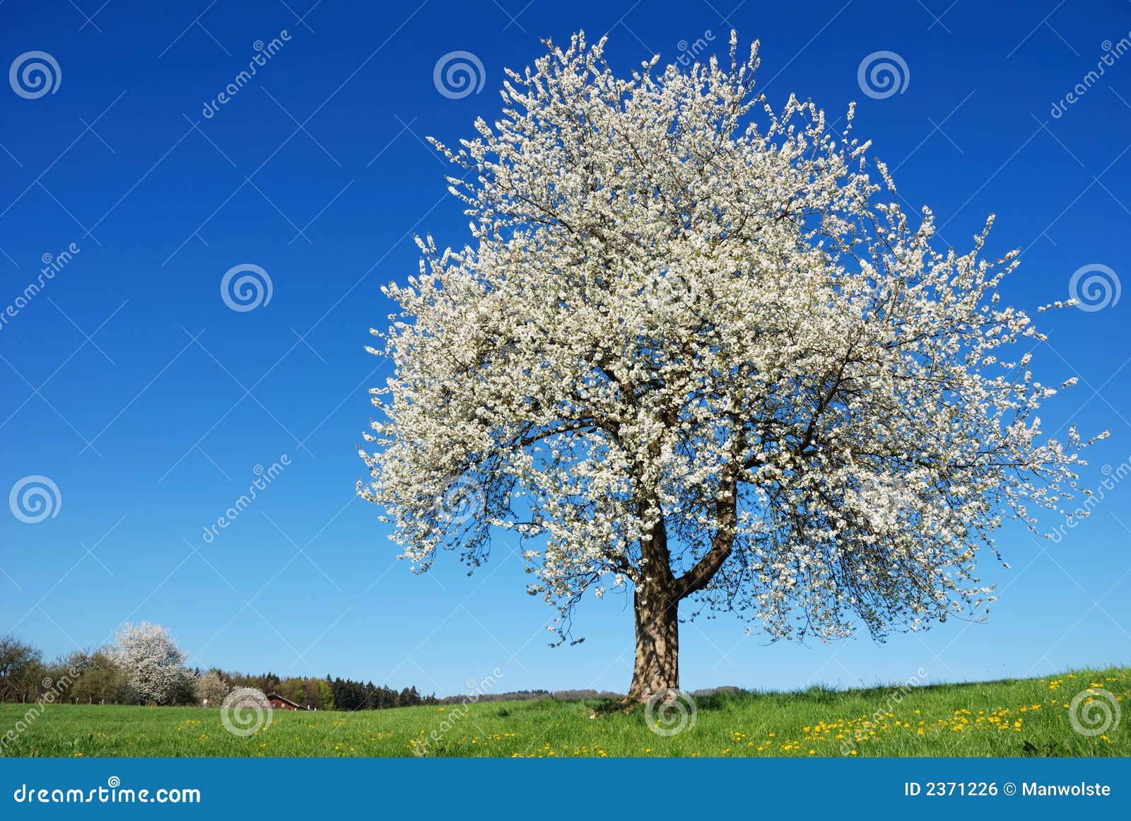 Blossoming tree stock photo. Image of grass, outdoor, landscape - 2371226