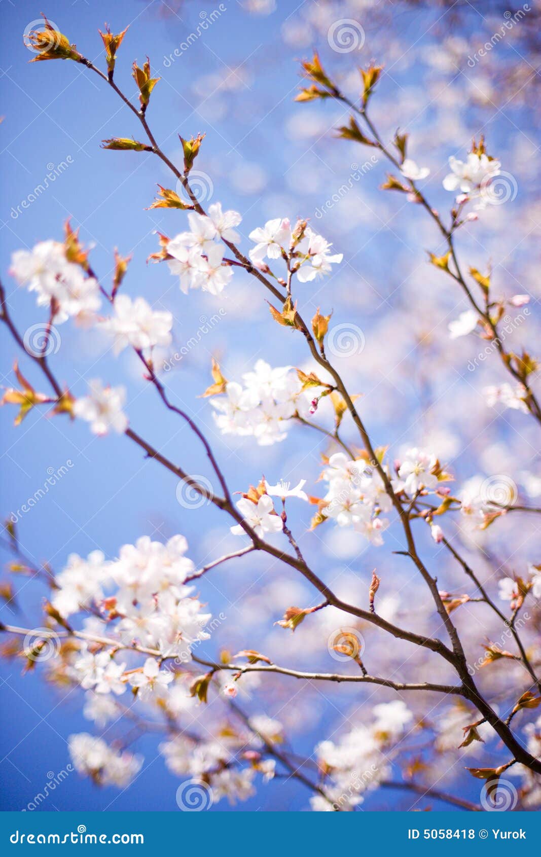 Blossoming tree stock photo. Image of blooming, branch - 5058418
