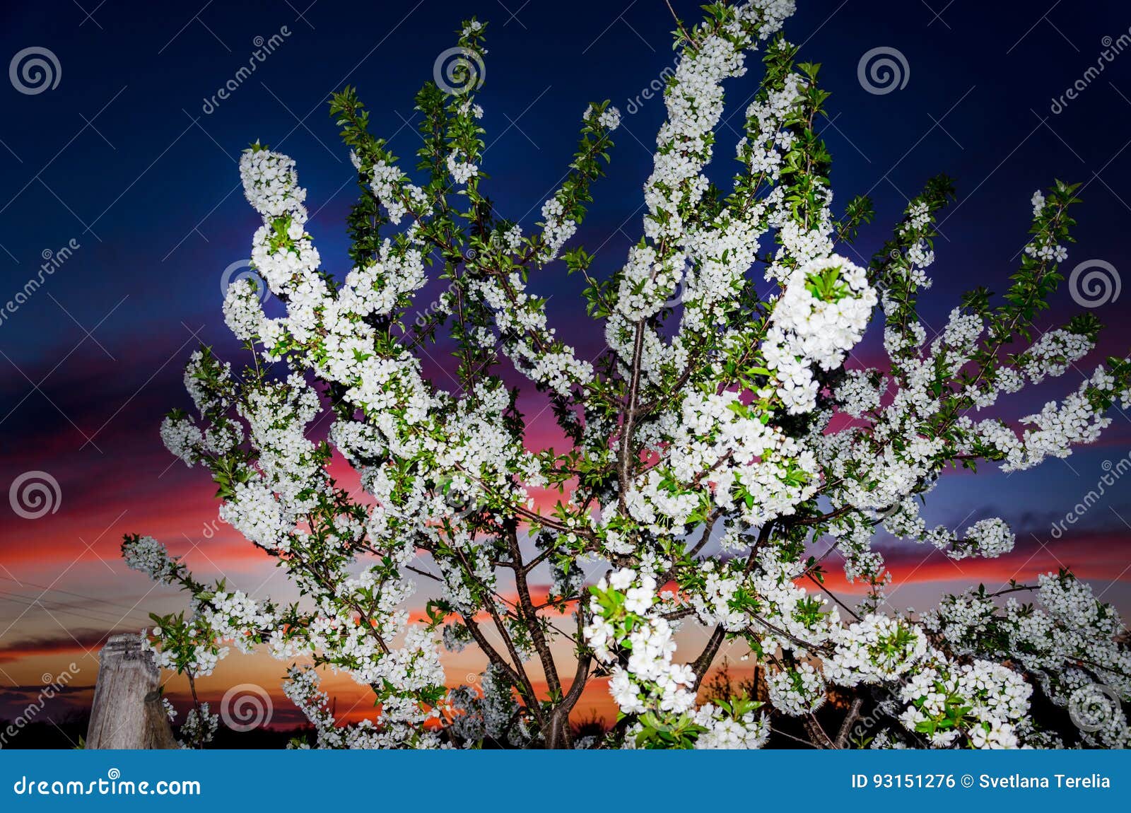 Blossoming Tree Against a Beautiful Sunset Stock Photo - Image of shape ...
