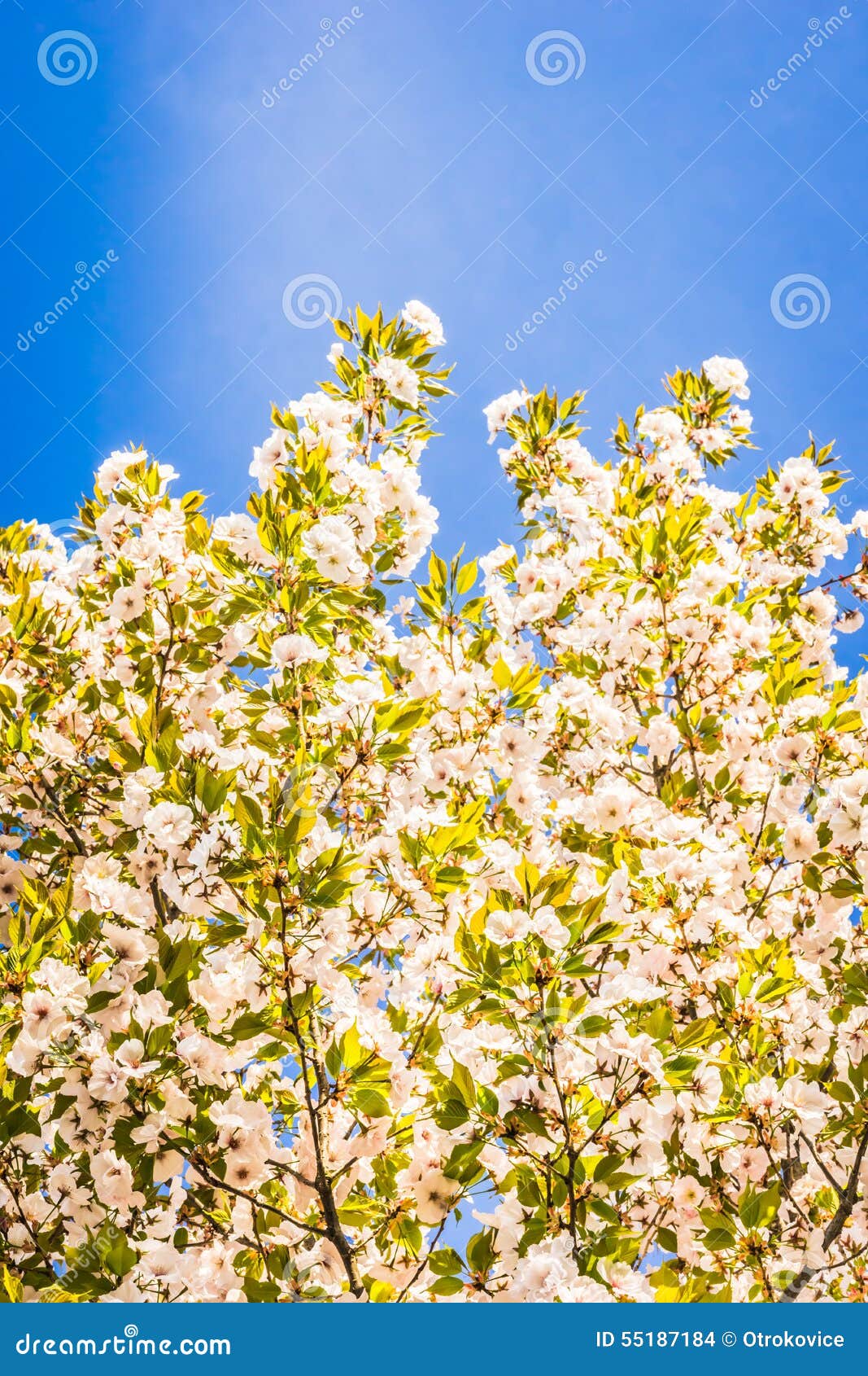 Blossoming tree stock photo. Image of pure, branch, blossom - 55187184
