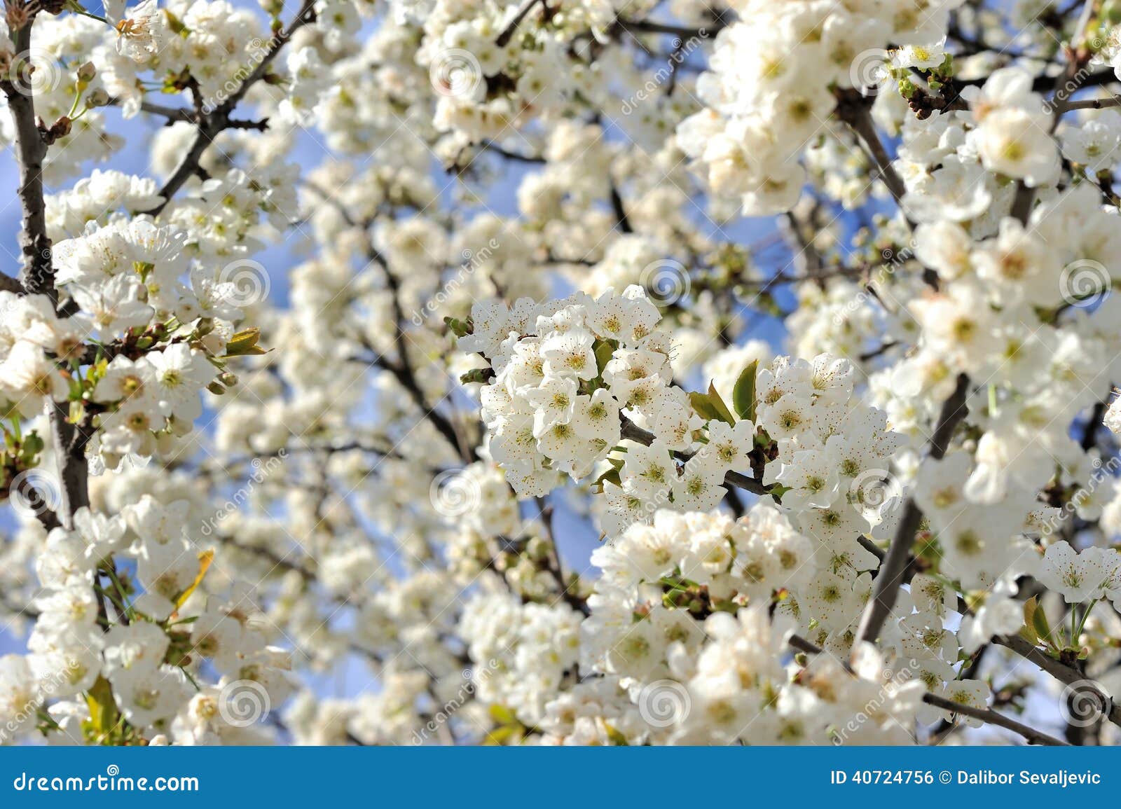 Blossoming tree stock photo. Image of plum, white, blossoms - 40724756