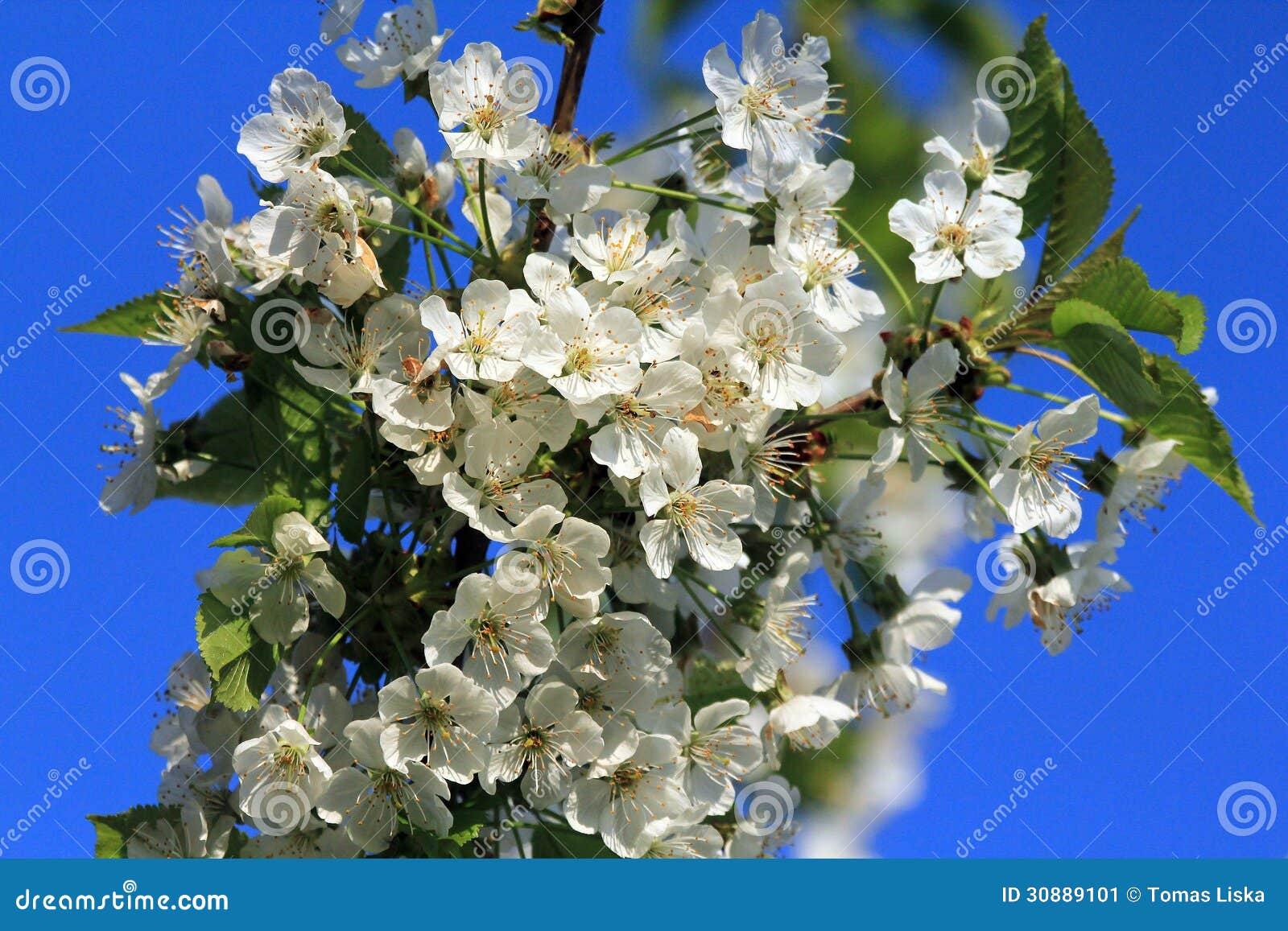 Blossoming tree stock image. Image of flower, blue, leaves - 30889101