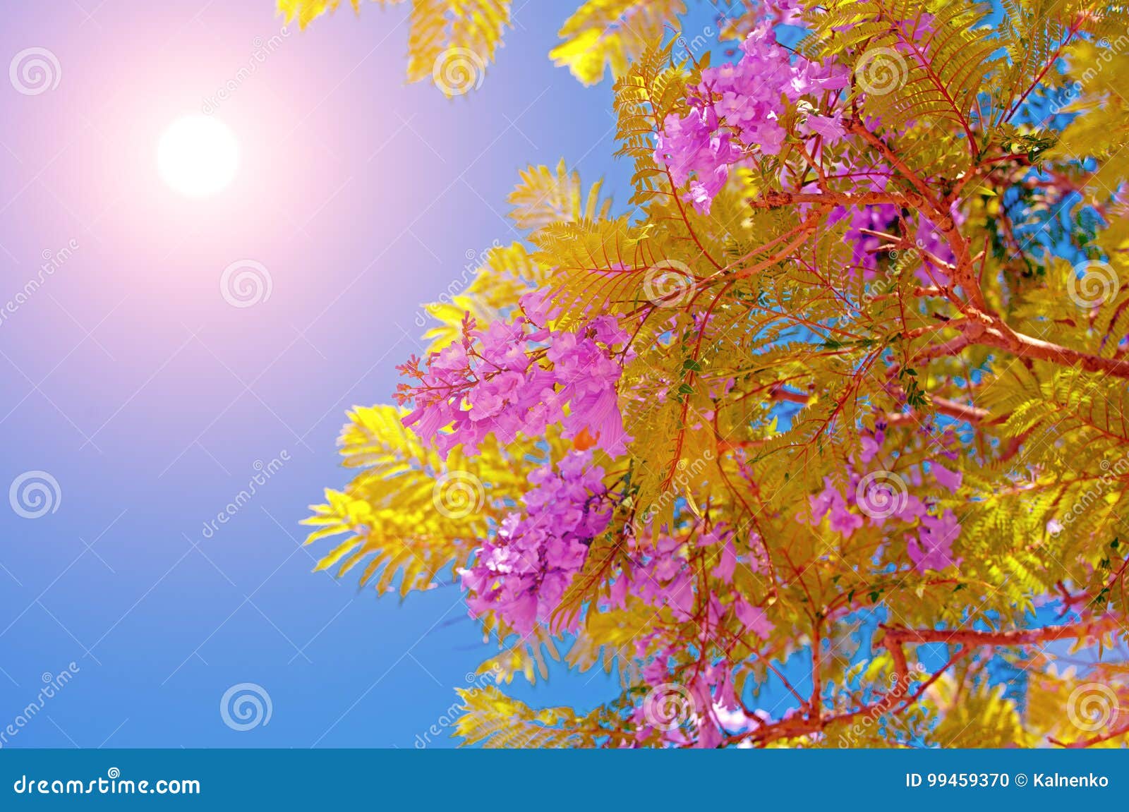 Blossoming Tree Branch at Sunset or Sunrise Stock Photo - Image of ...