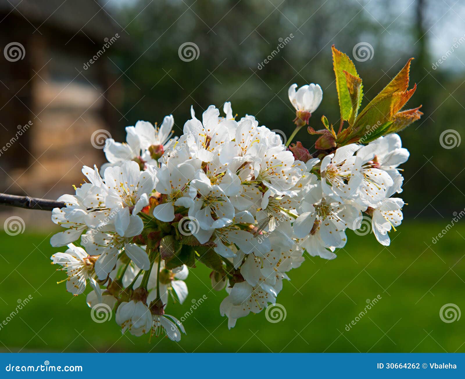 Blossoming tree branch stock photo. Image of green, branch - 30664262