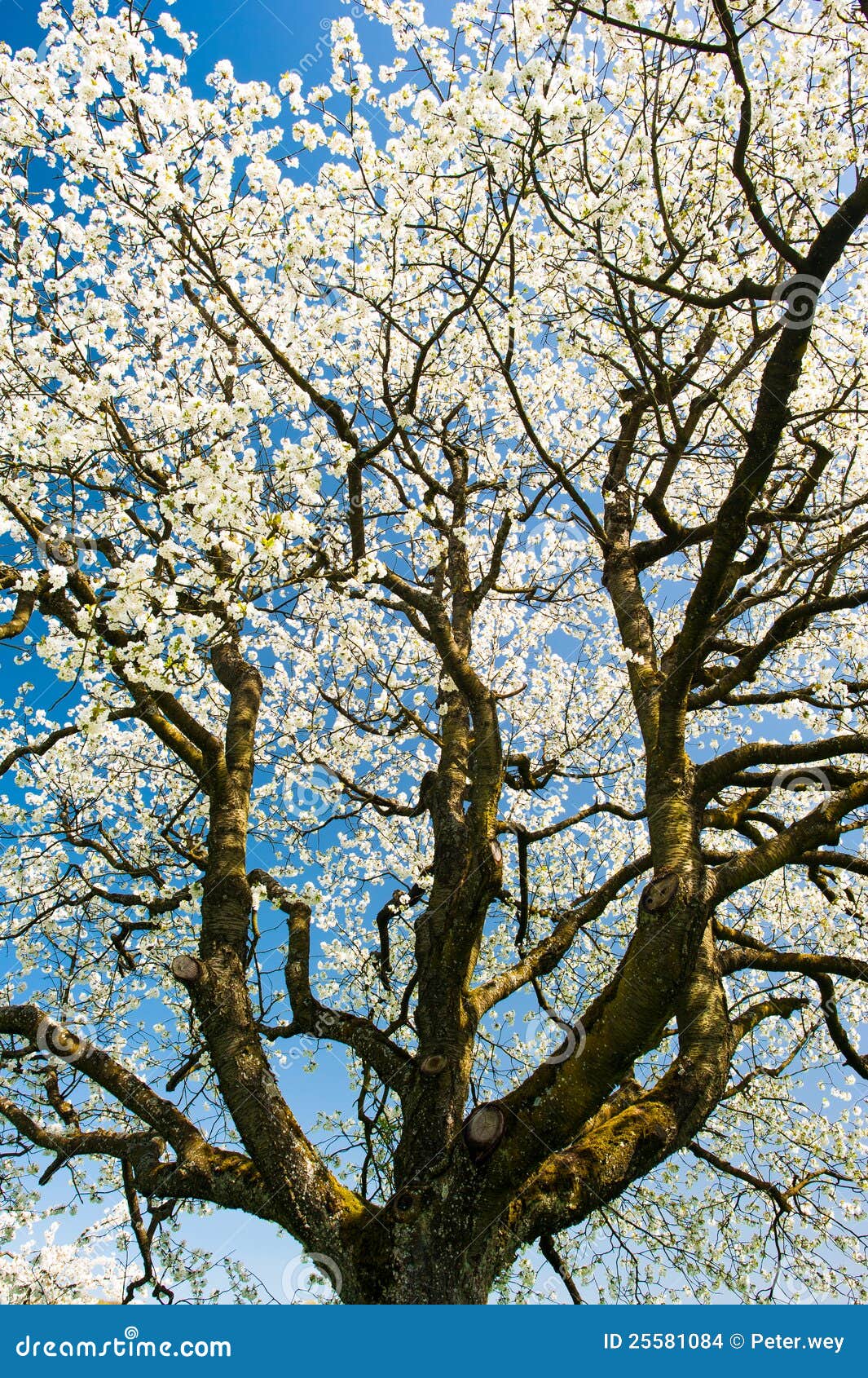 Blossoming tree crown stock photo. Image of outdoor, nature - 25581084