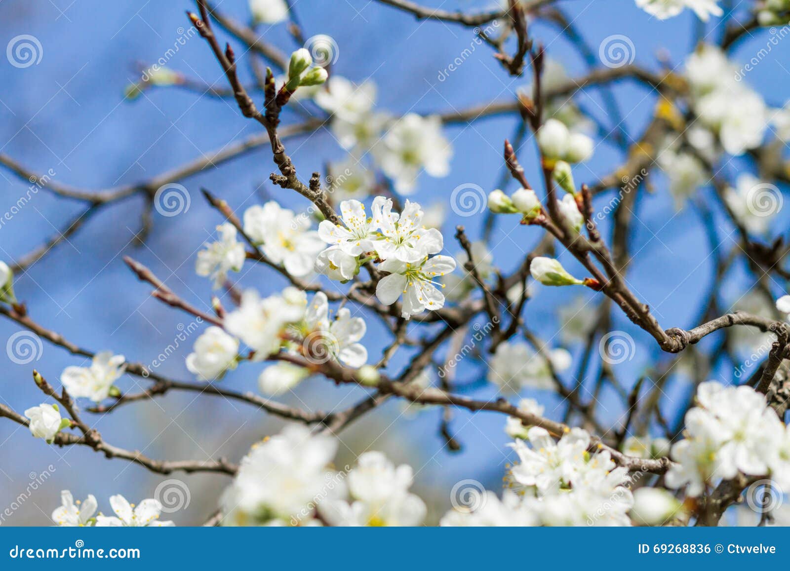 Blossoming Tree with Flowers Stock Photo - Image of cherry, ecology ...