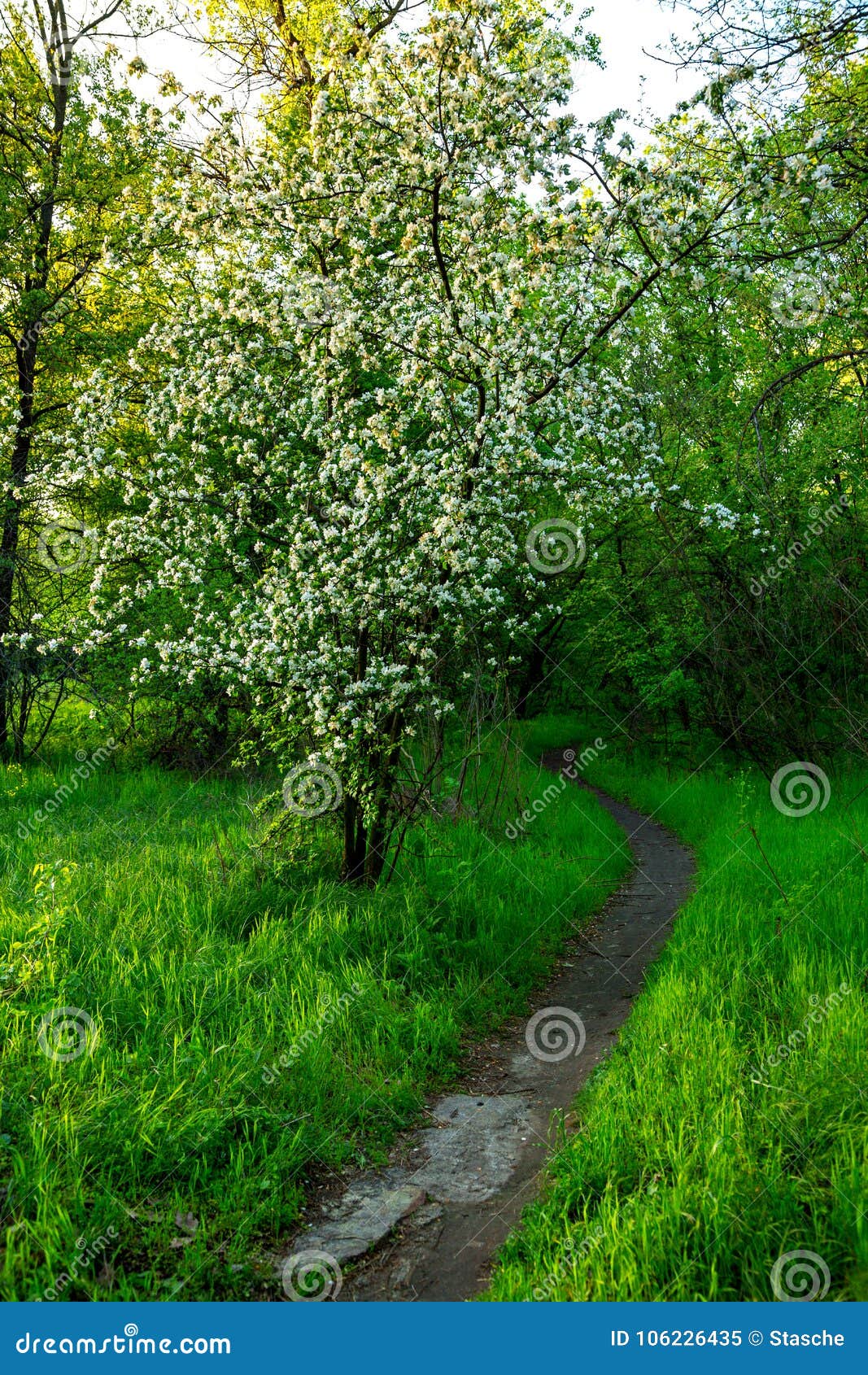 Blossoming Tree by the Forest Path Stock Image - Image of calm ...