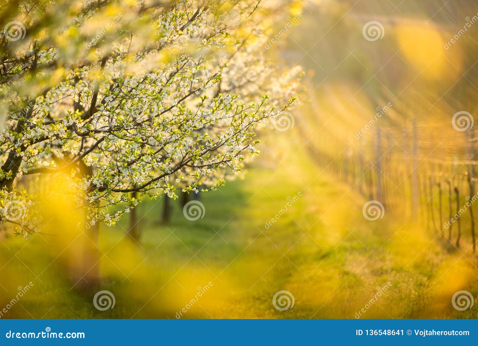 Blossoming Tree in the Landscape Full of Sunlight Stock Image - Image ...