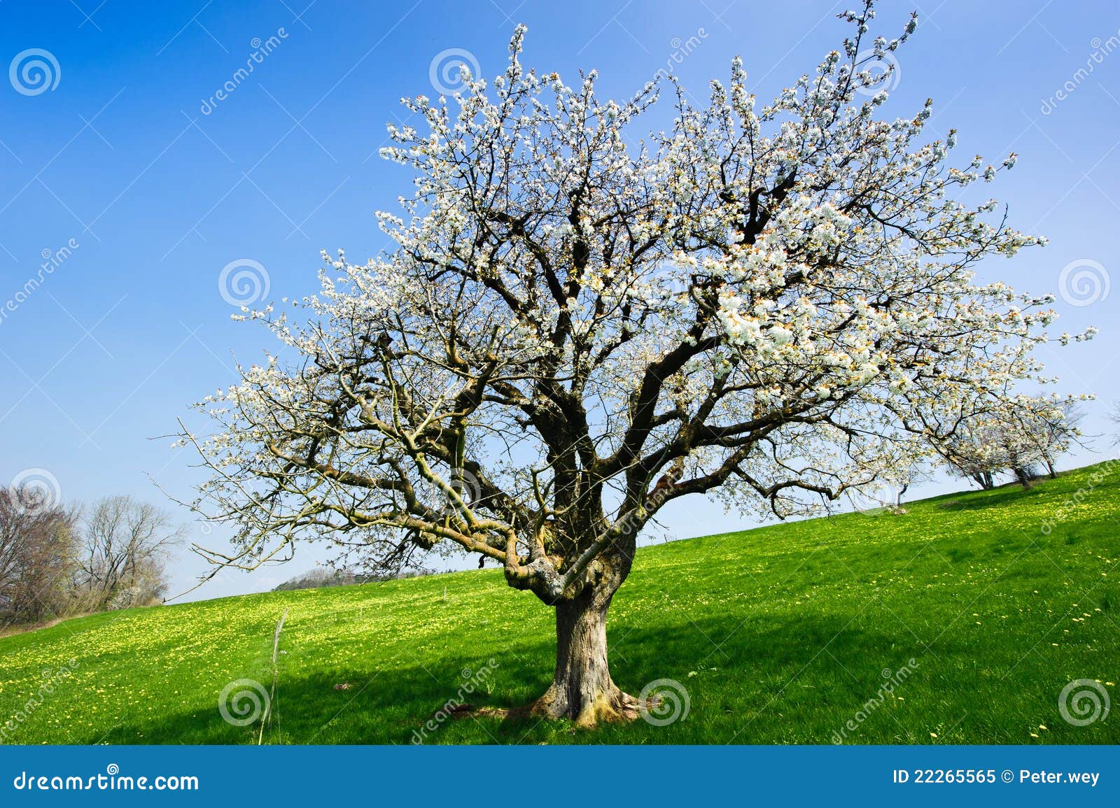 Blossoming tree in spring stock image. Image of lone - 22265565