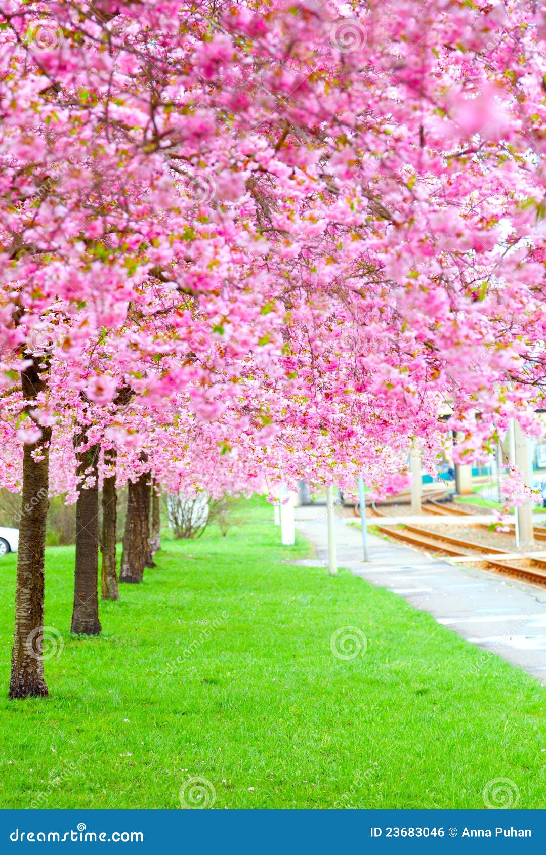 Blossoming tree in spring stock photo. Image of sakura - 23683046