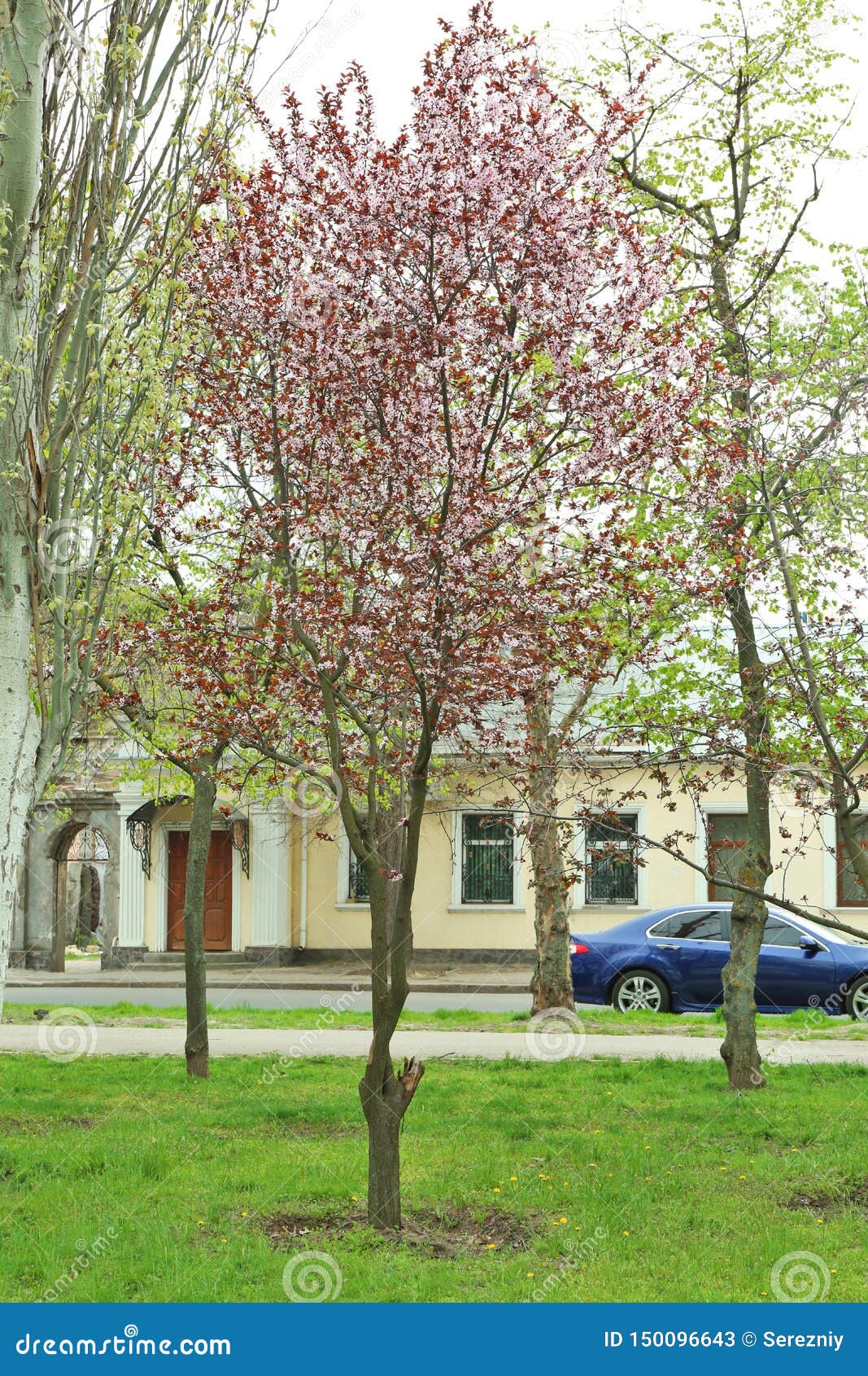 Blossoming Tree on Spring Day in City Stock Image - Image of branch ...